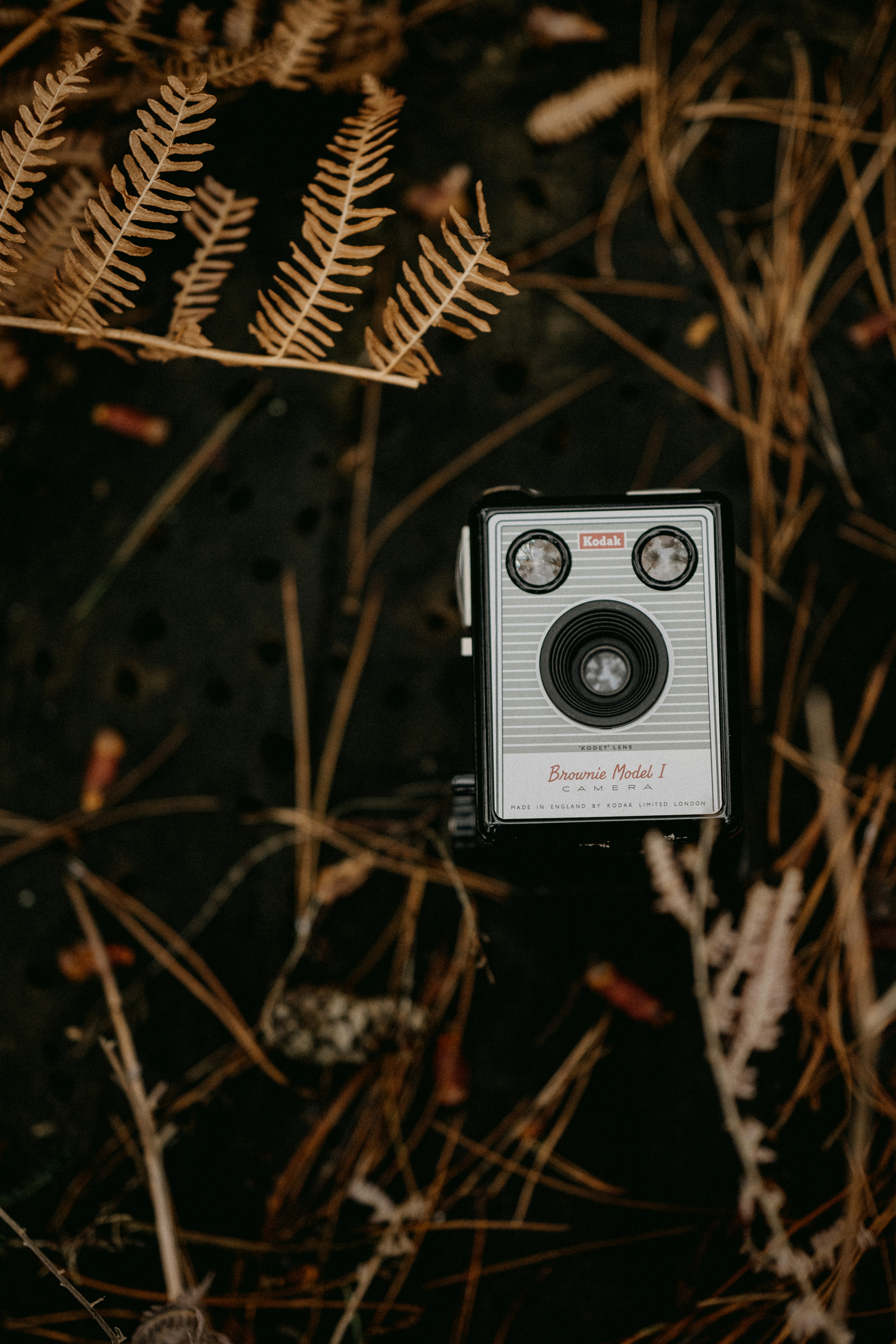 A Forgotten Kodak Brownie Nestled Among Amber Ferns
