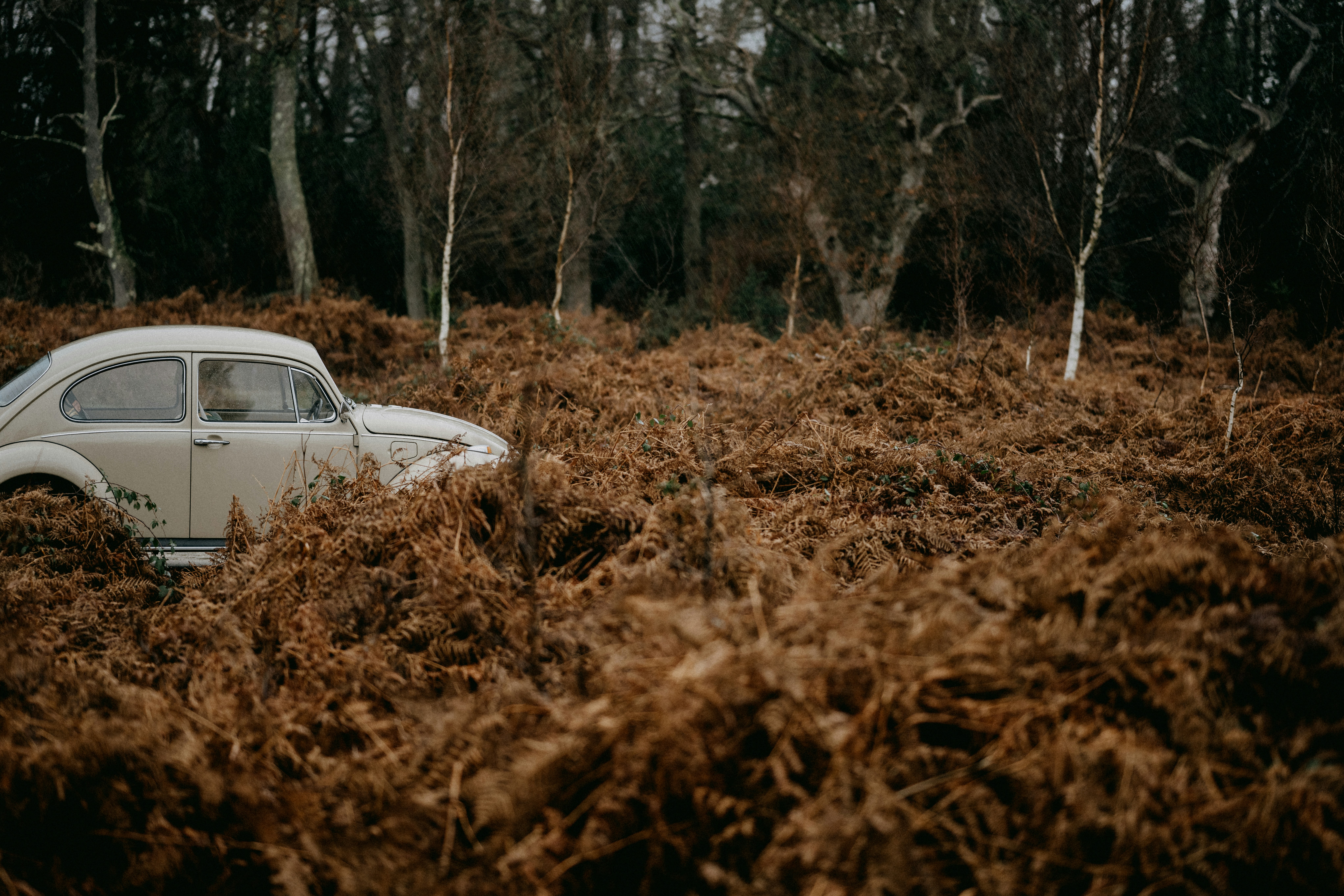 Classic car nestled among autumn ferns in a serene woodland setting.