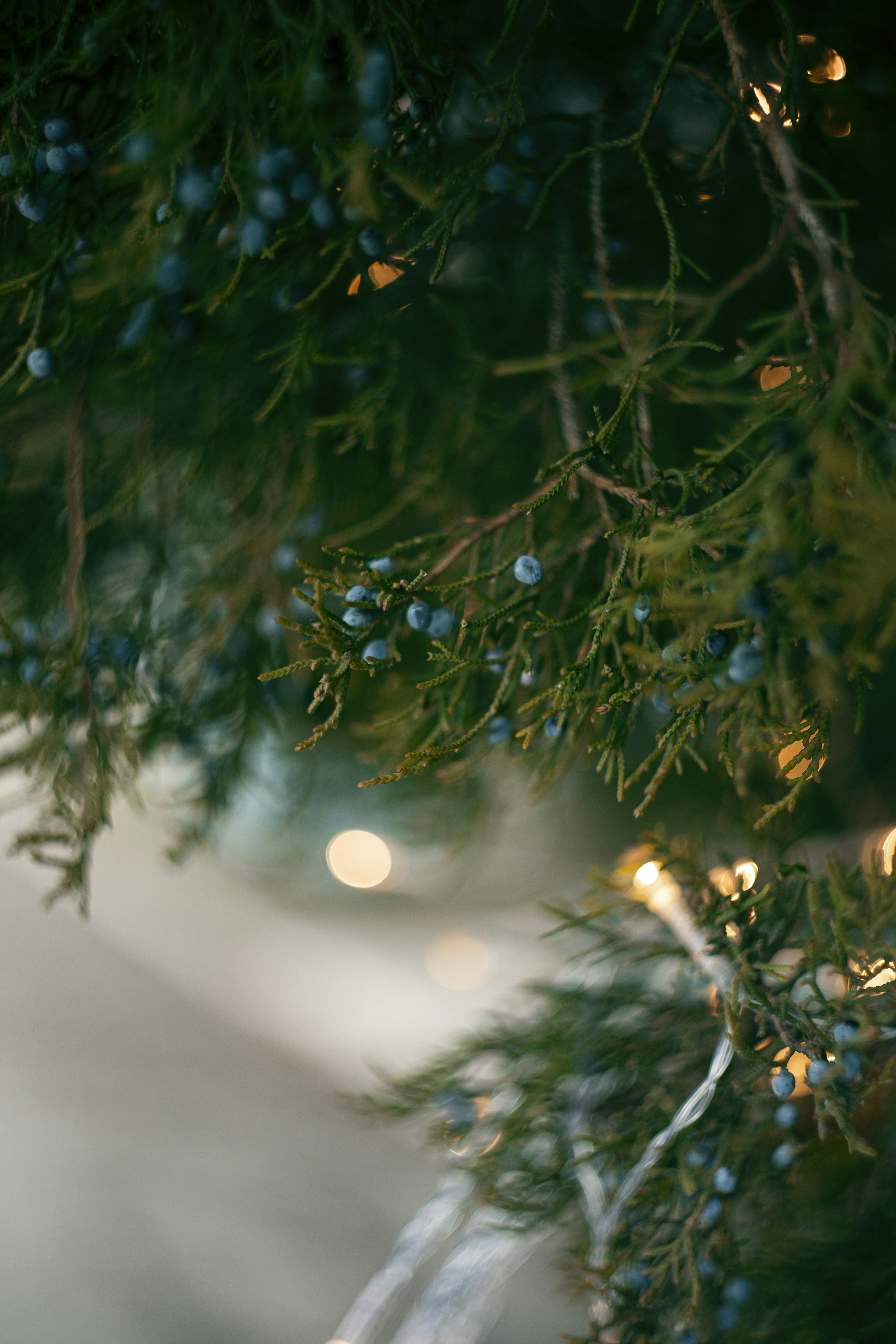a close up of a tree