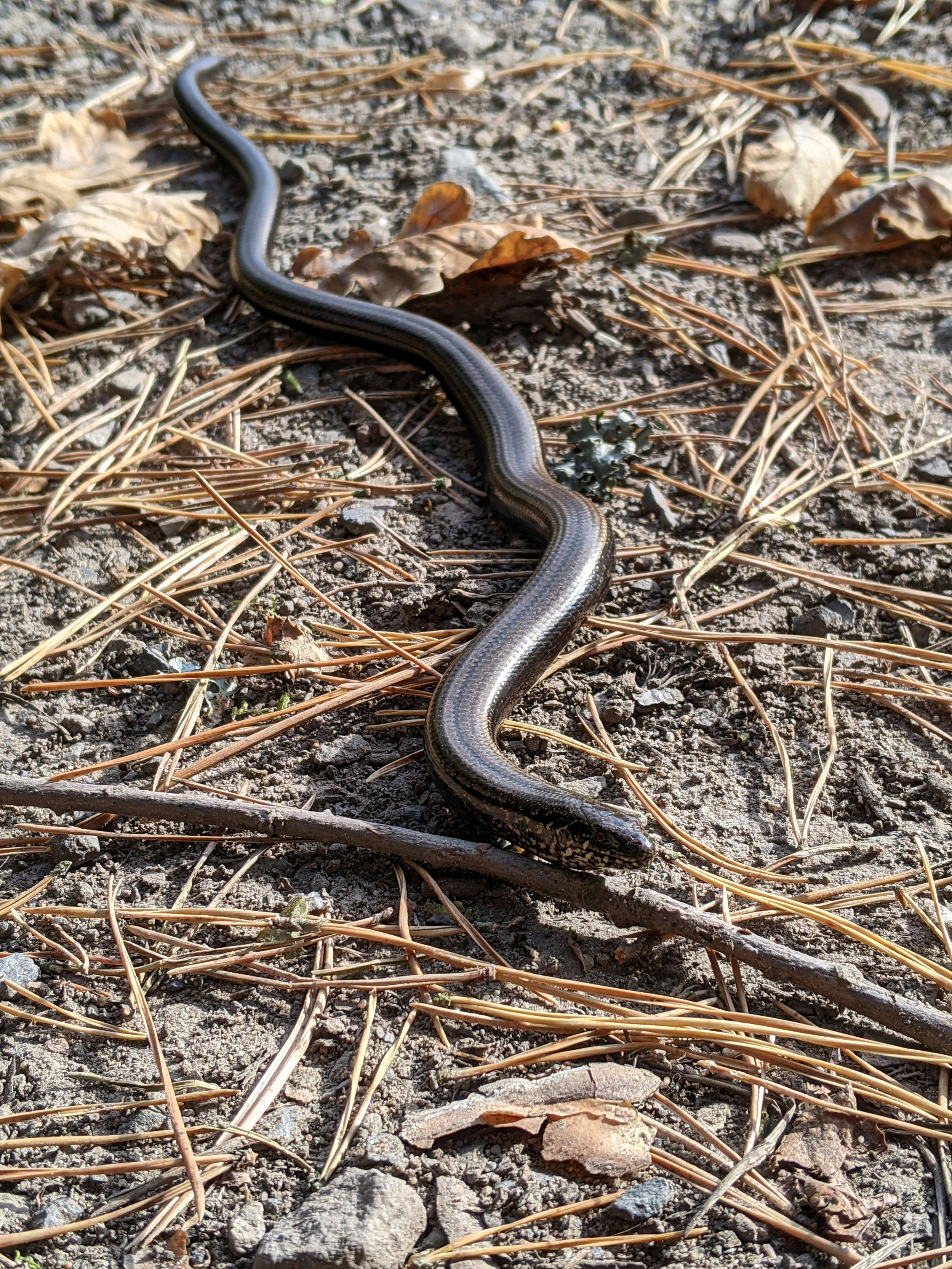 A snake that is laying on the ground photo – Free Shotonpixel Image on ...