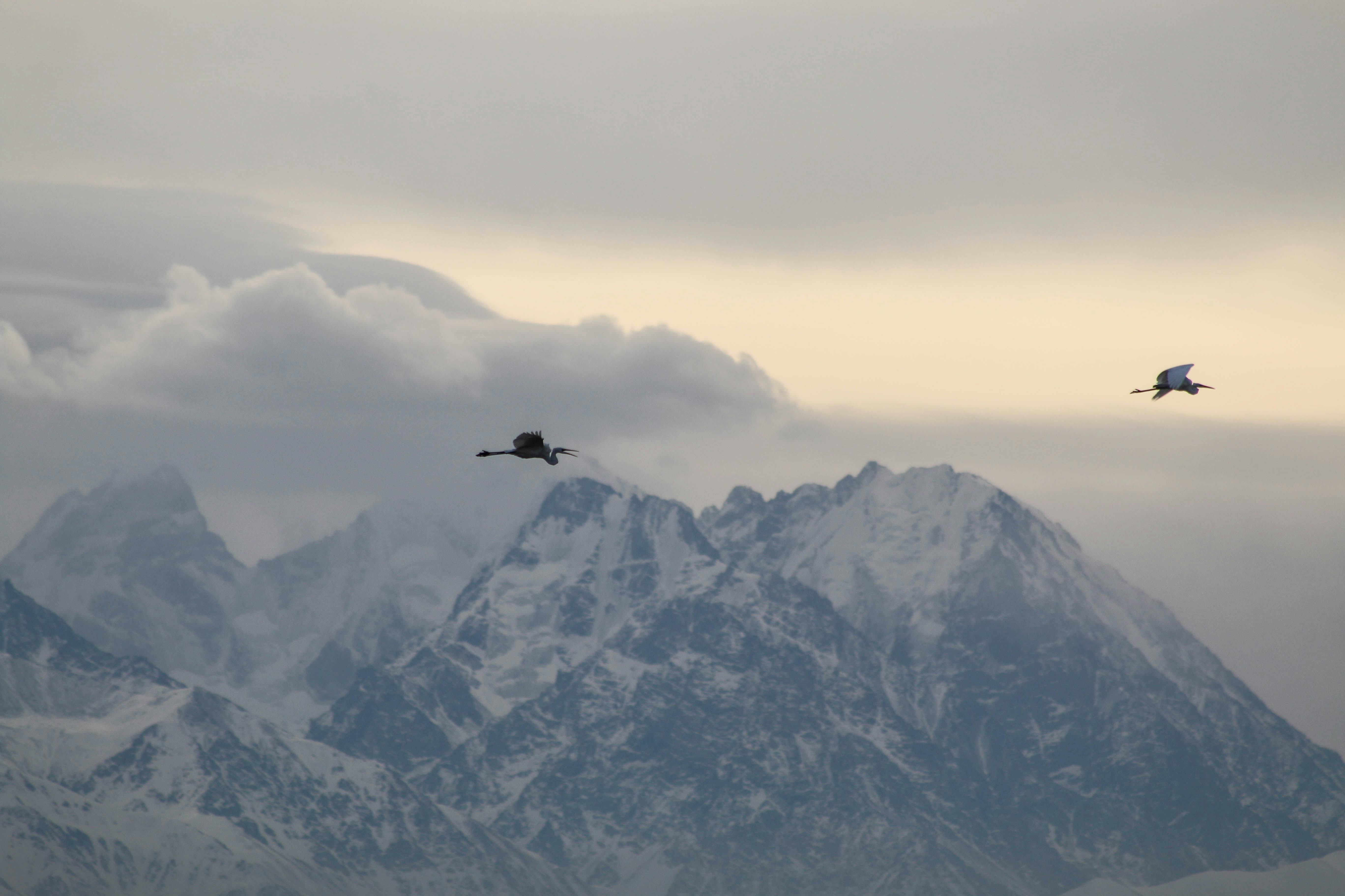 Two birds flying over a snow covered mountain photo – Free Kyrgyzstan ...