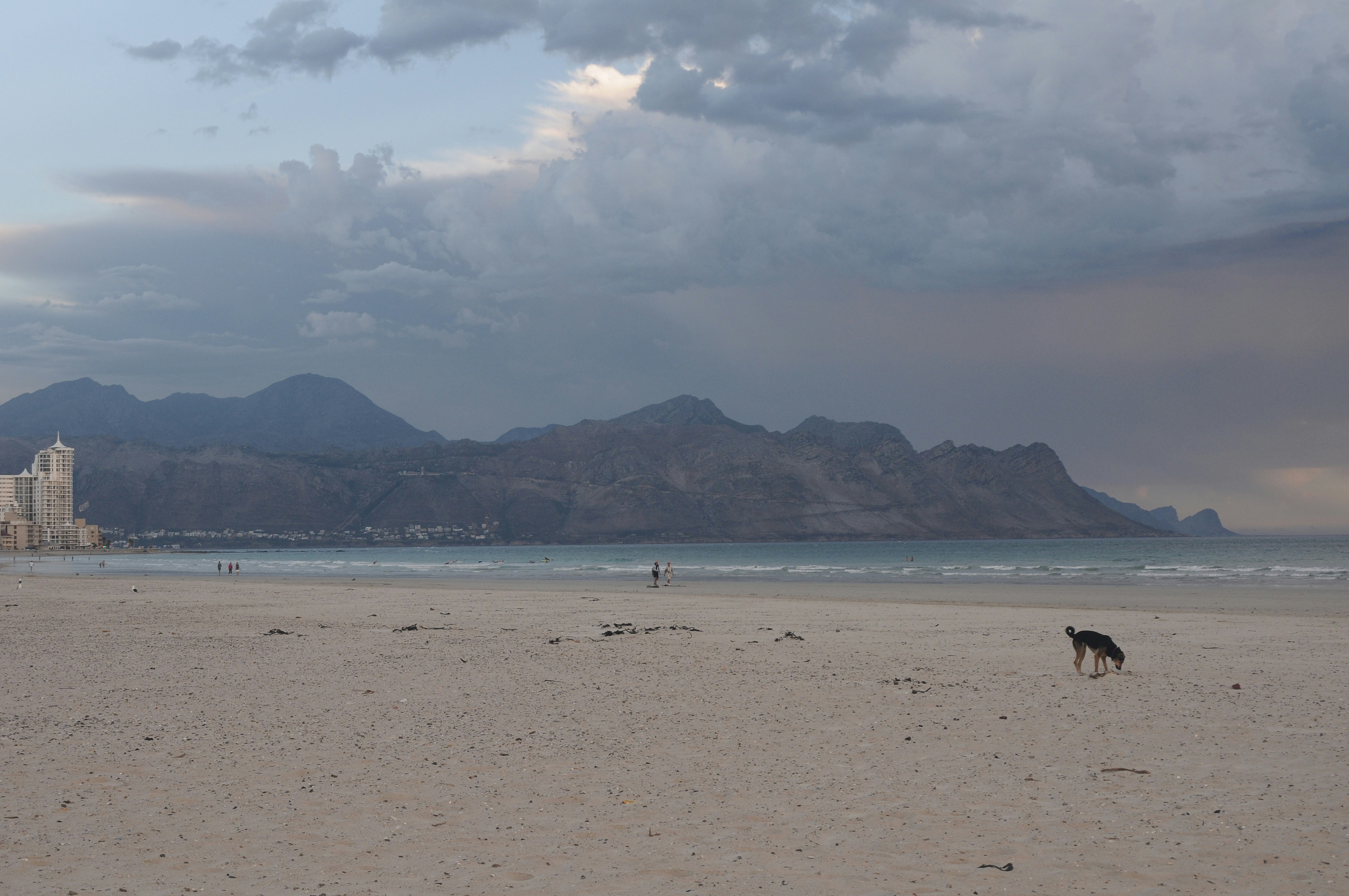 Lone Beach Dog as Storm Clouds Gather Over Distant Mountains