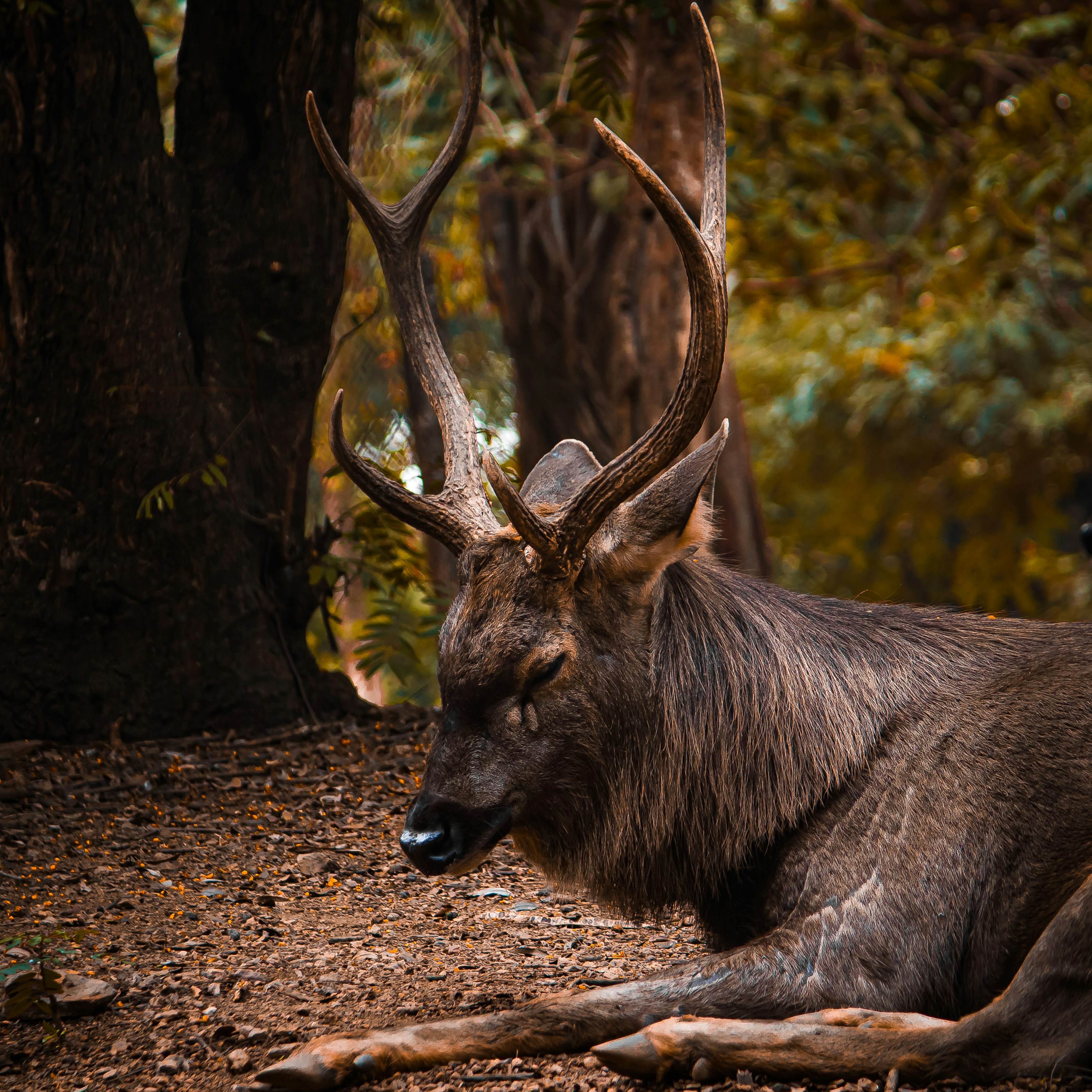 a deer laying on the ground in the woods