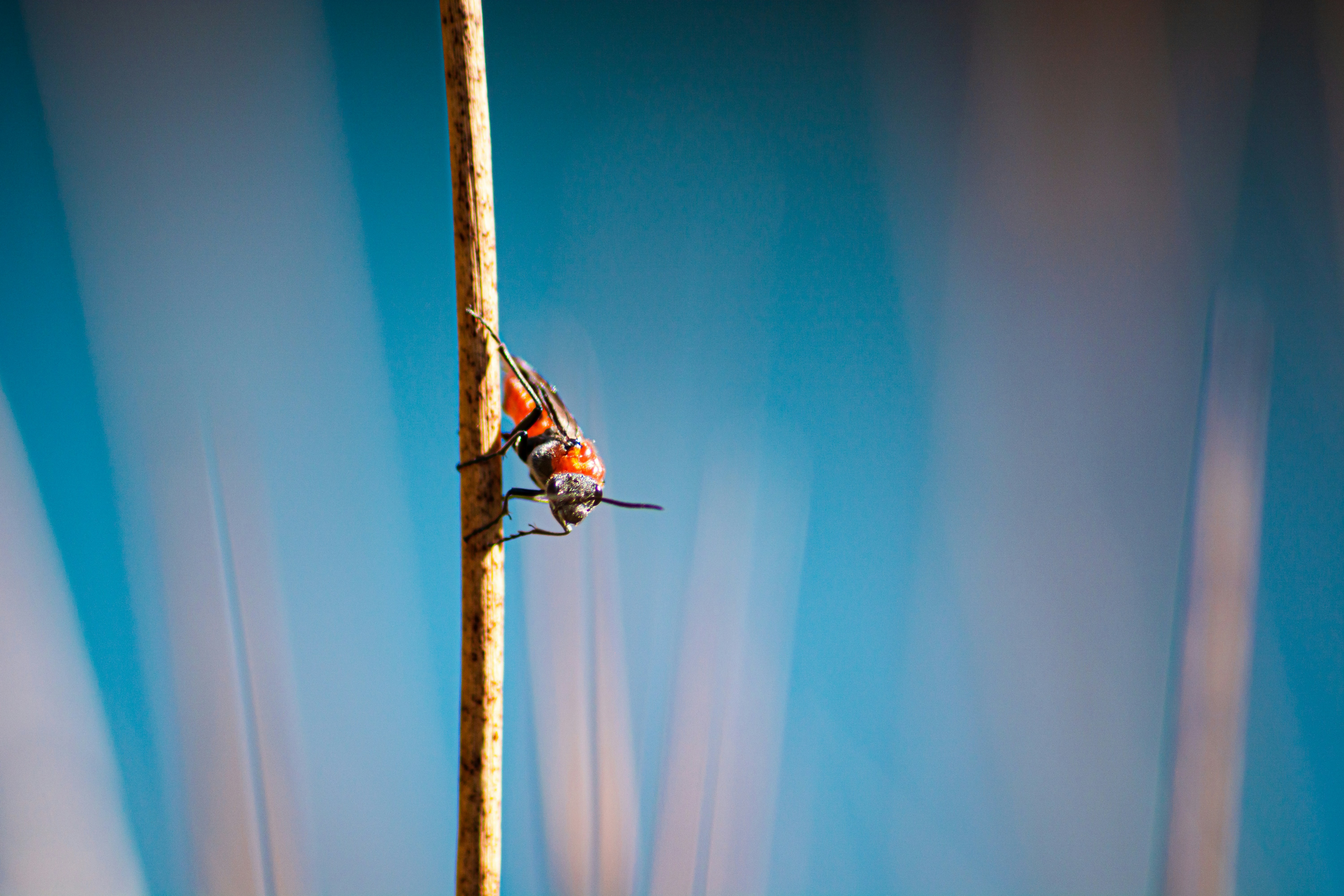 A bug sitting on top of a wooden pole photo – Free Polska Image on Unsplash