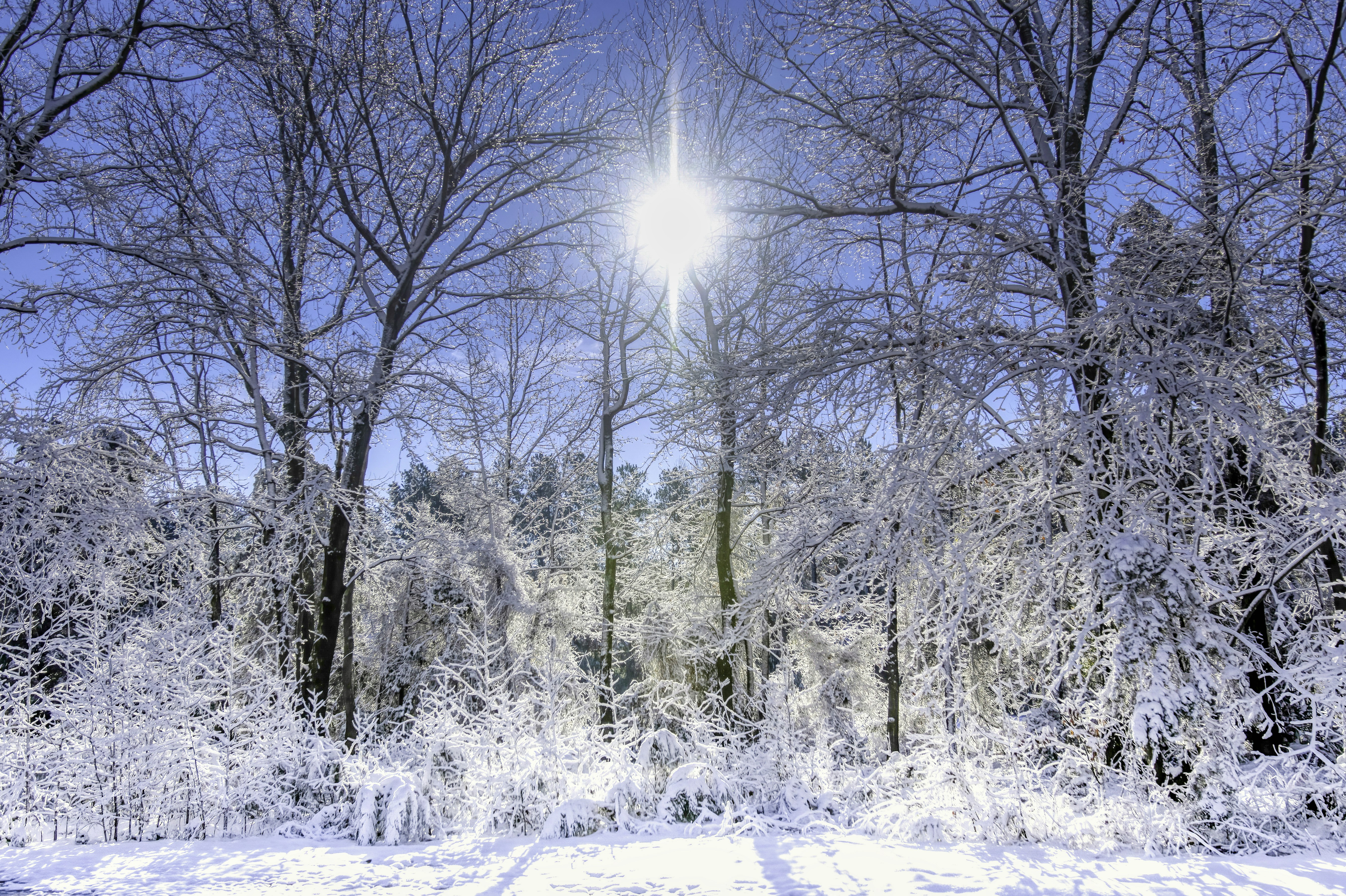 Sunburst Through Frosted Pines on a Clear Winter Day