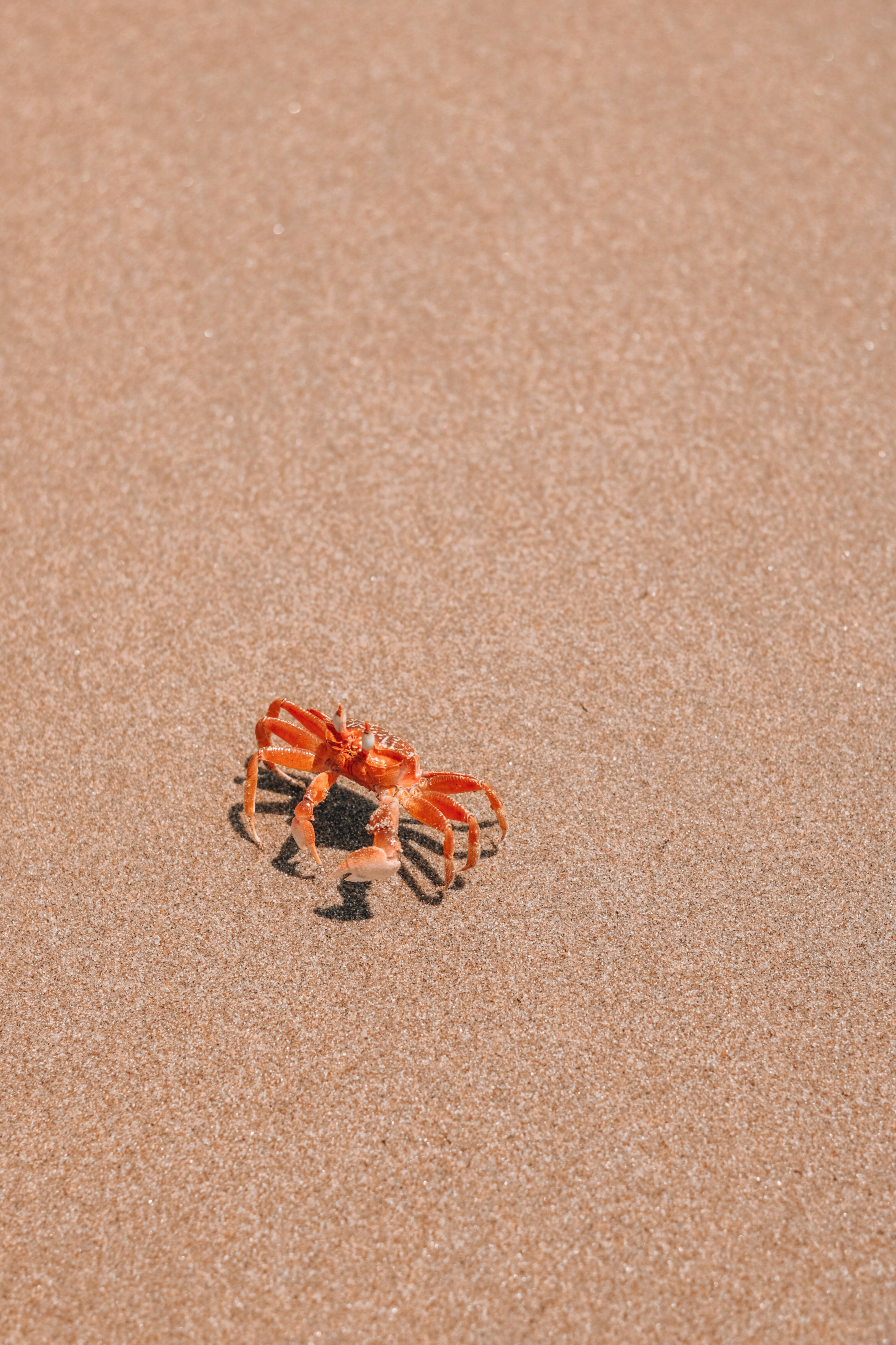 a crab sitting on top of a sandy beach