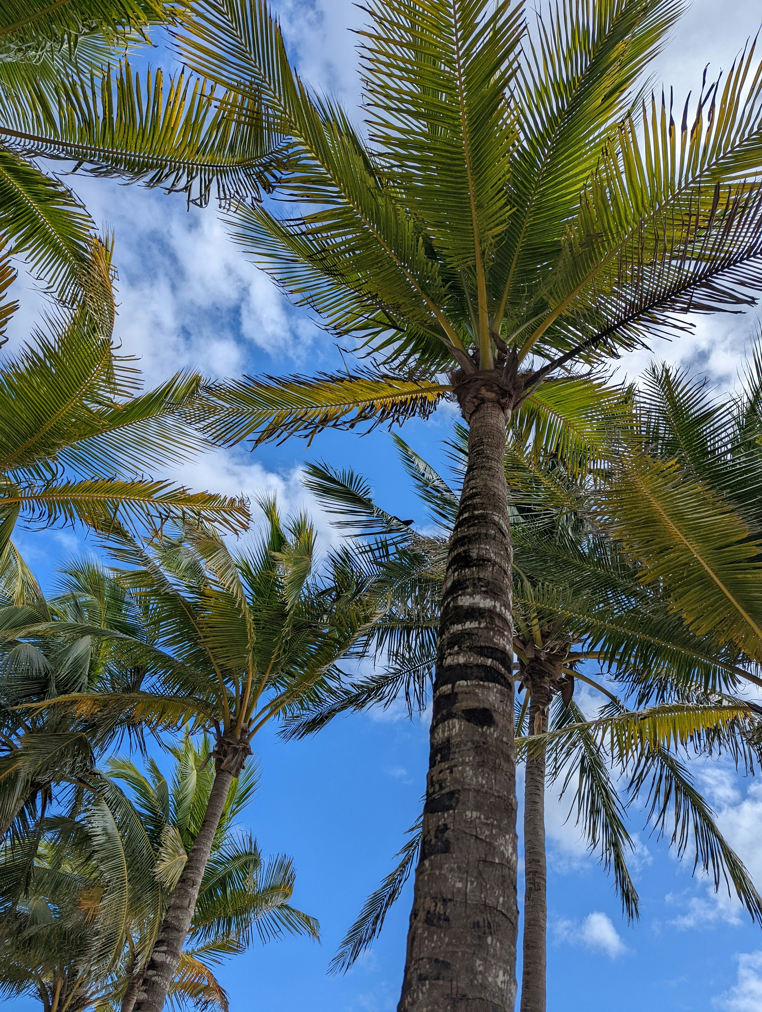 Palm trees reaching towards a bright blue sky, showcasing vibrant green foliage and wispy clouds above.
