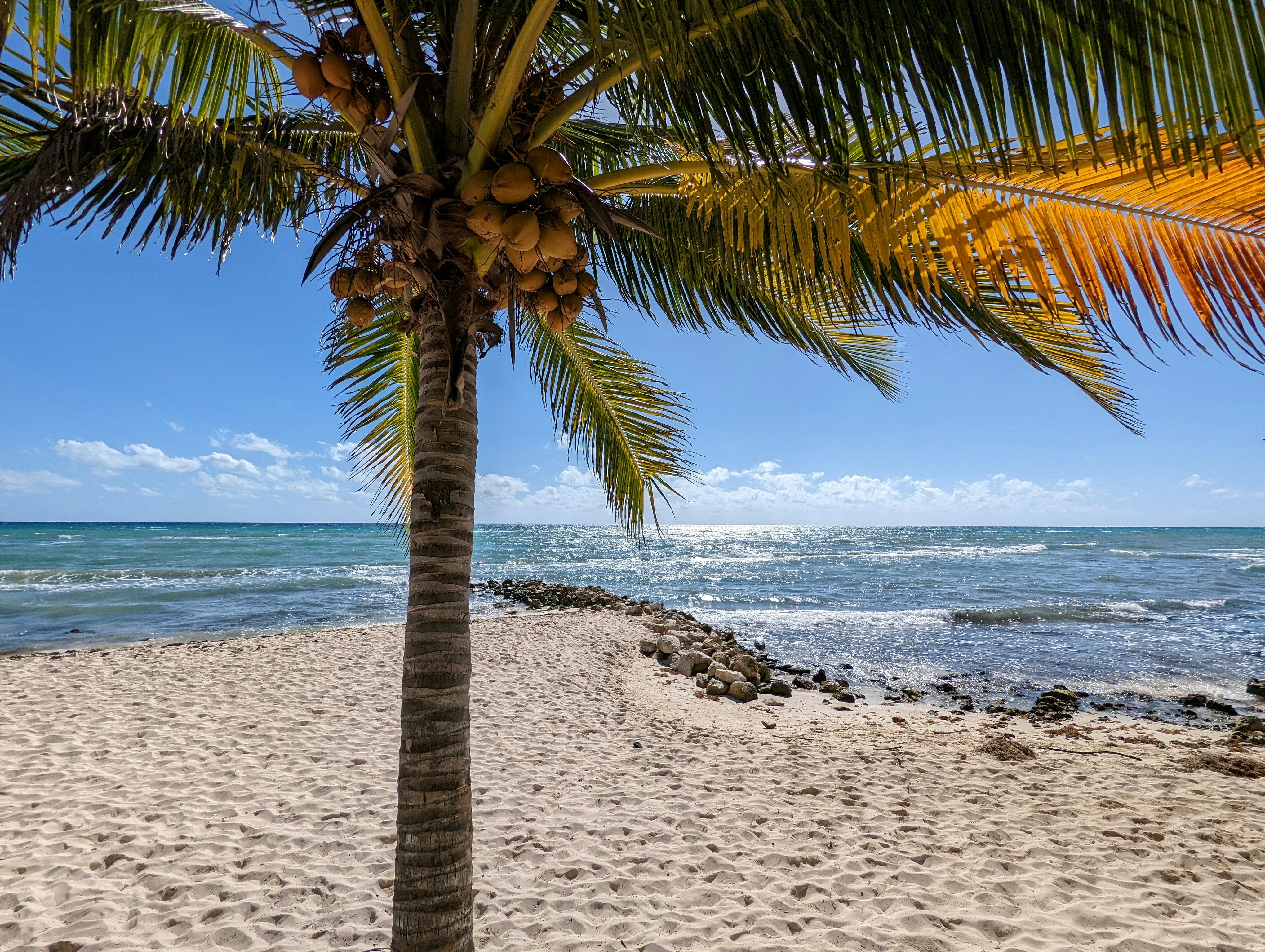a palm tree sitting on top of a sandy beachMatt McKenna