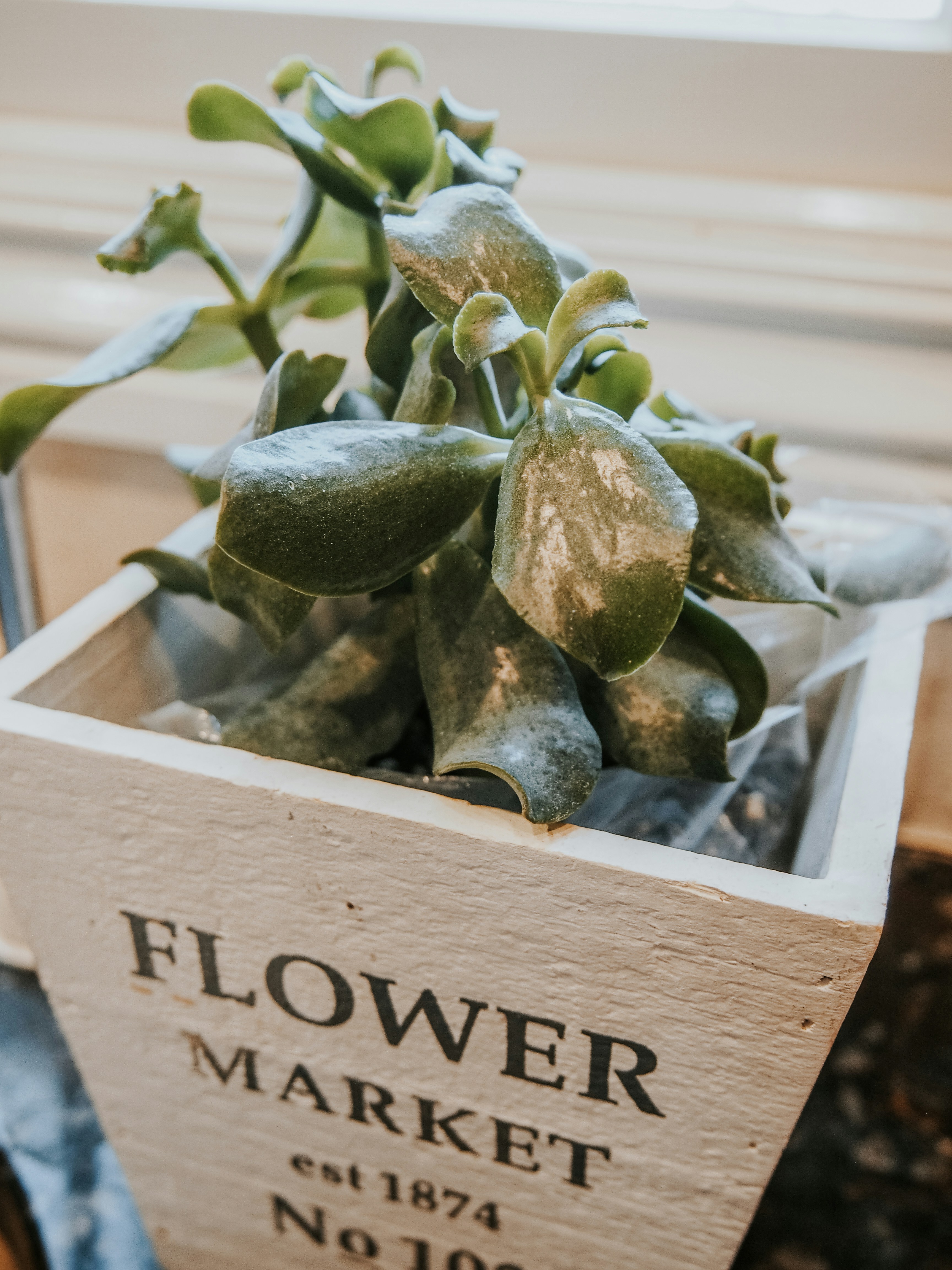 Succulent plant thriving in a rustic flower market pot, showcasing vibrant green leaves against a light backdrop.