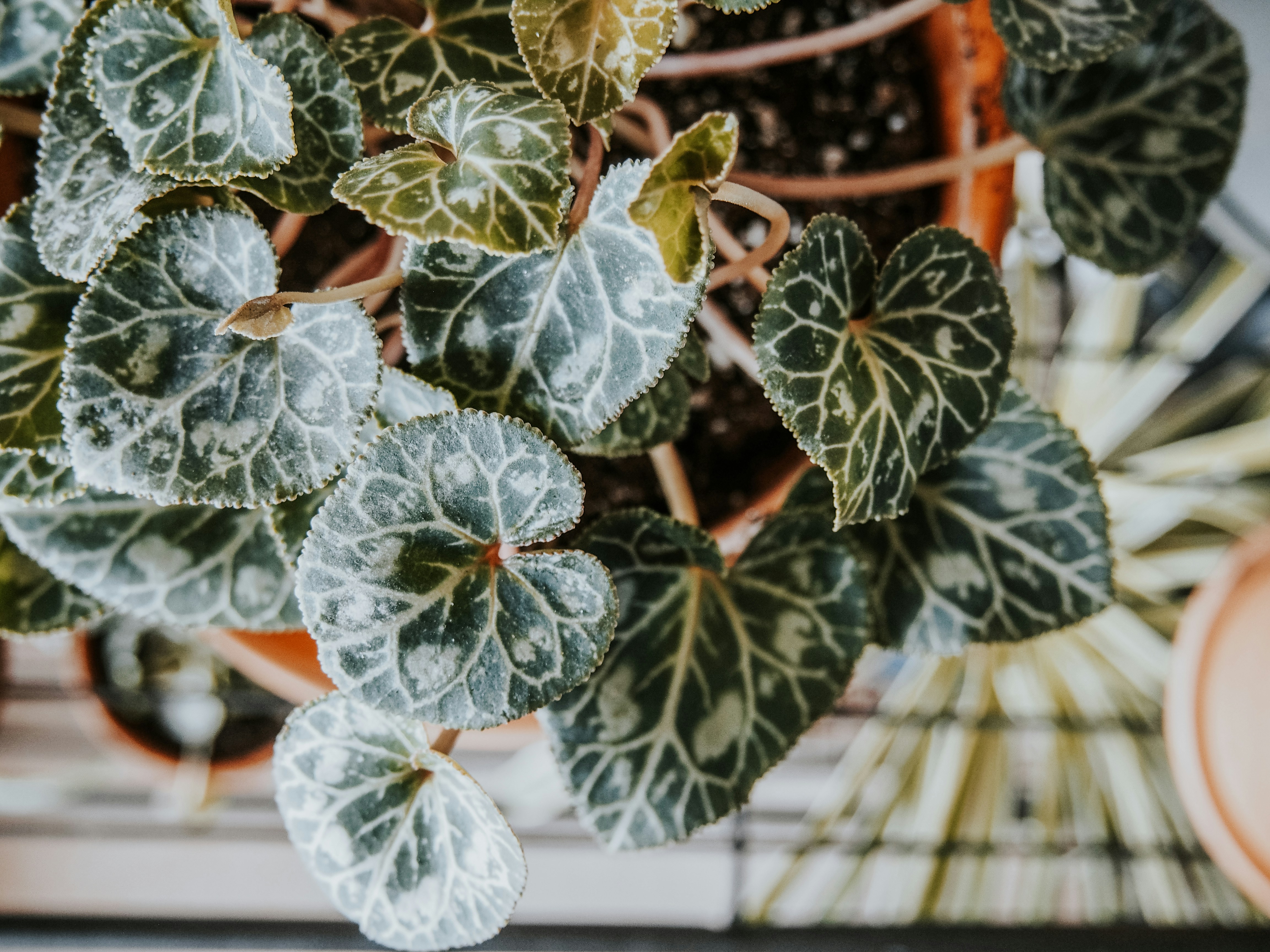 Close-up photograph of variegated, round leaves with silver veins in a potted plant, with a blurred background of other pots.