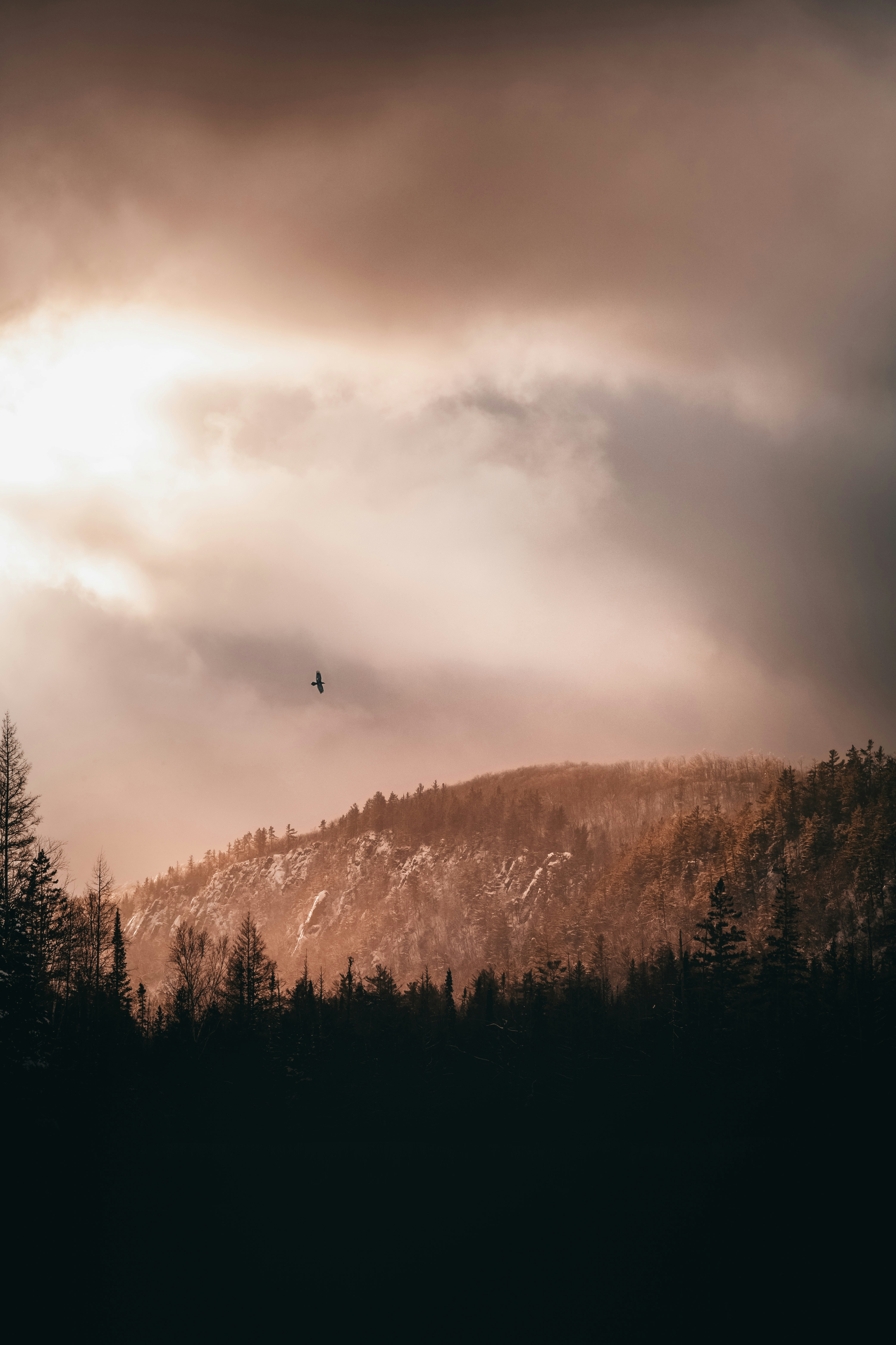 Soaring Silhouette Above a Snow-Crowned Ridge at Golden Hour