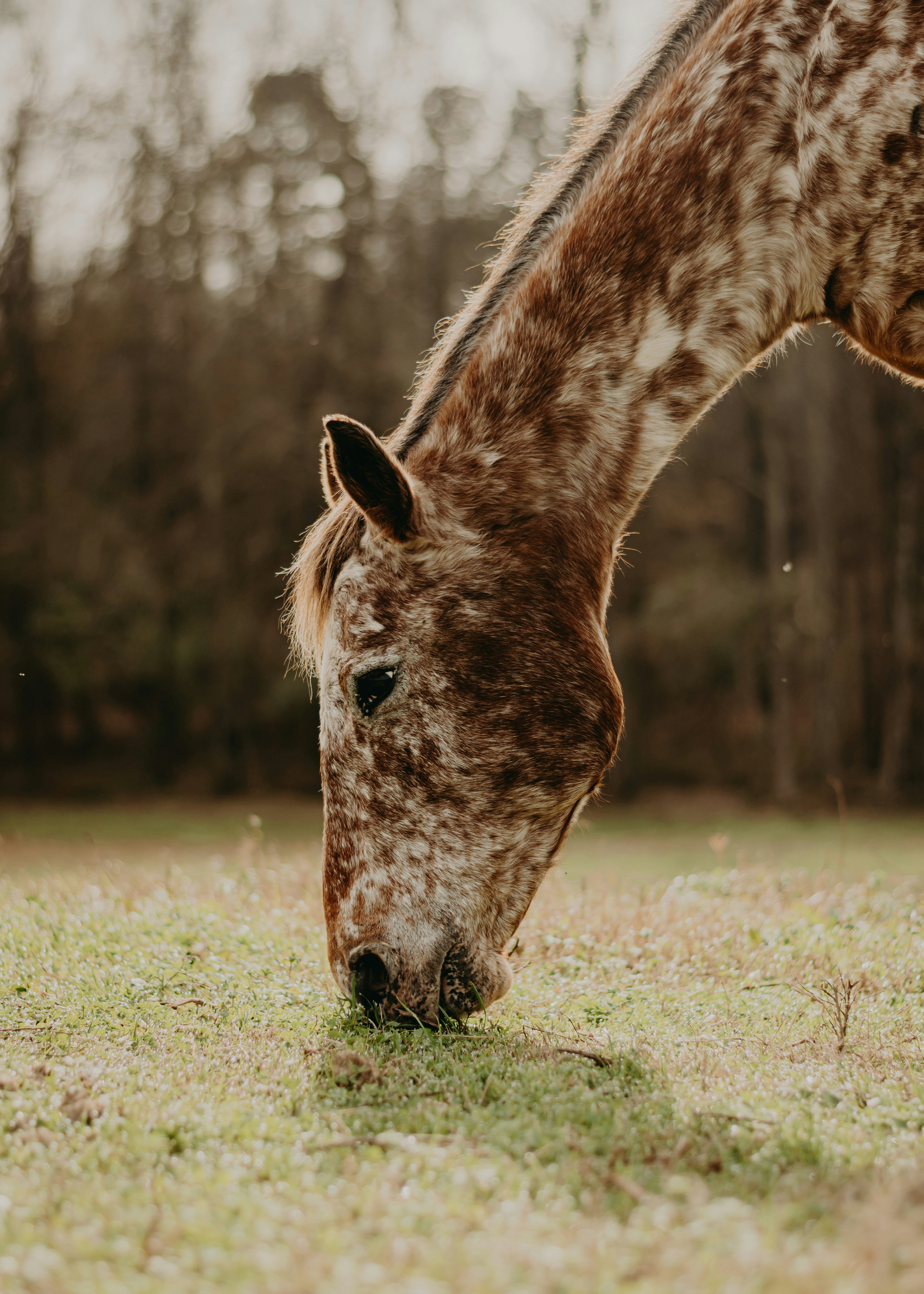 Grazing Gaze: Velvet Coat in Autumn Light