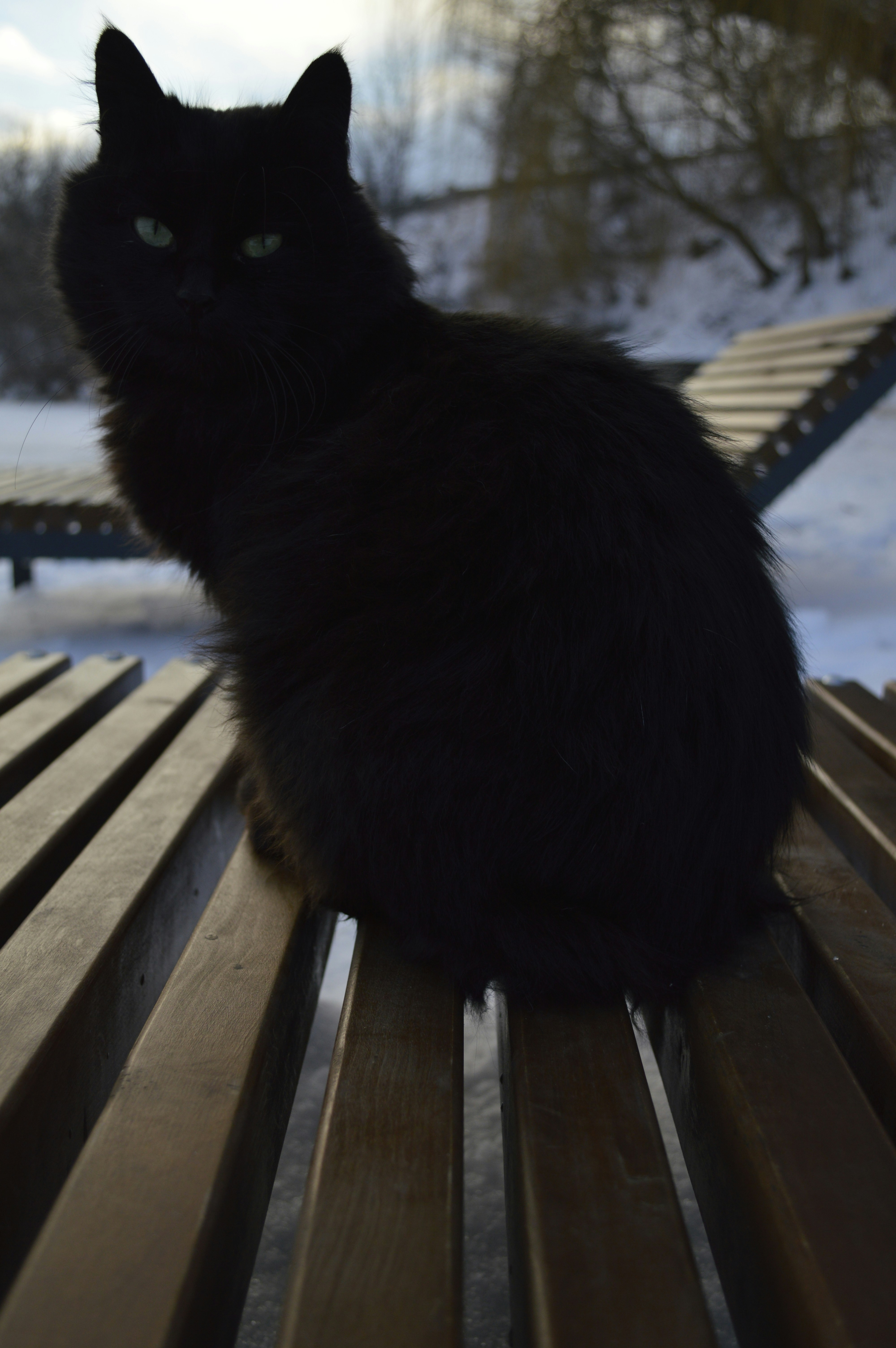 A black cat sits gracefully on a wooden bench, surrounded by a snowy landscape, with its striking green eyes gazing into the distance.