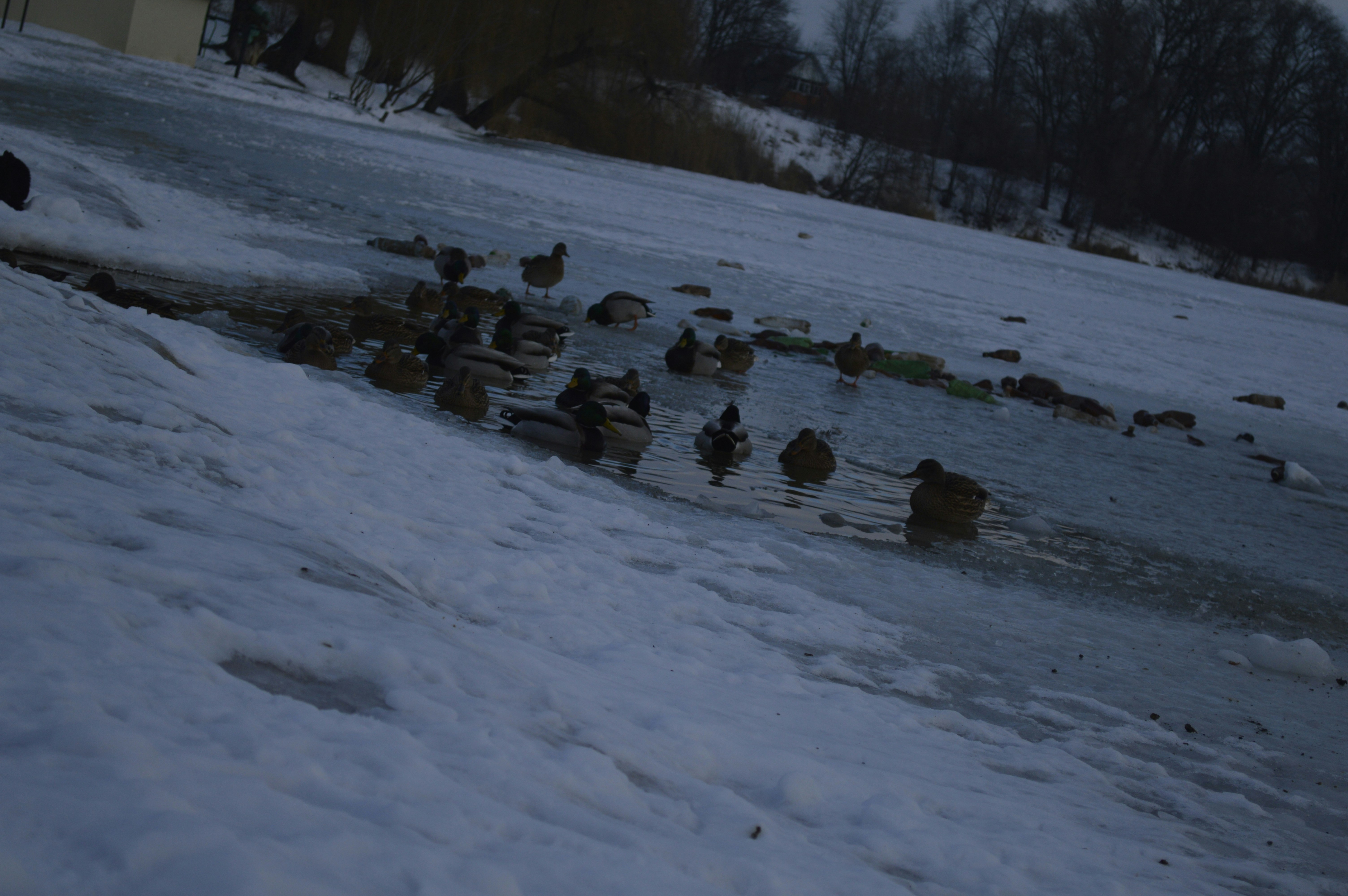 a flock of ducks standing on top of a snow covered field