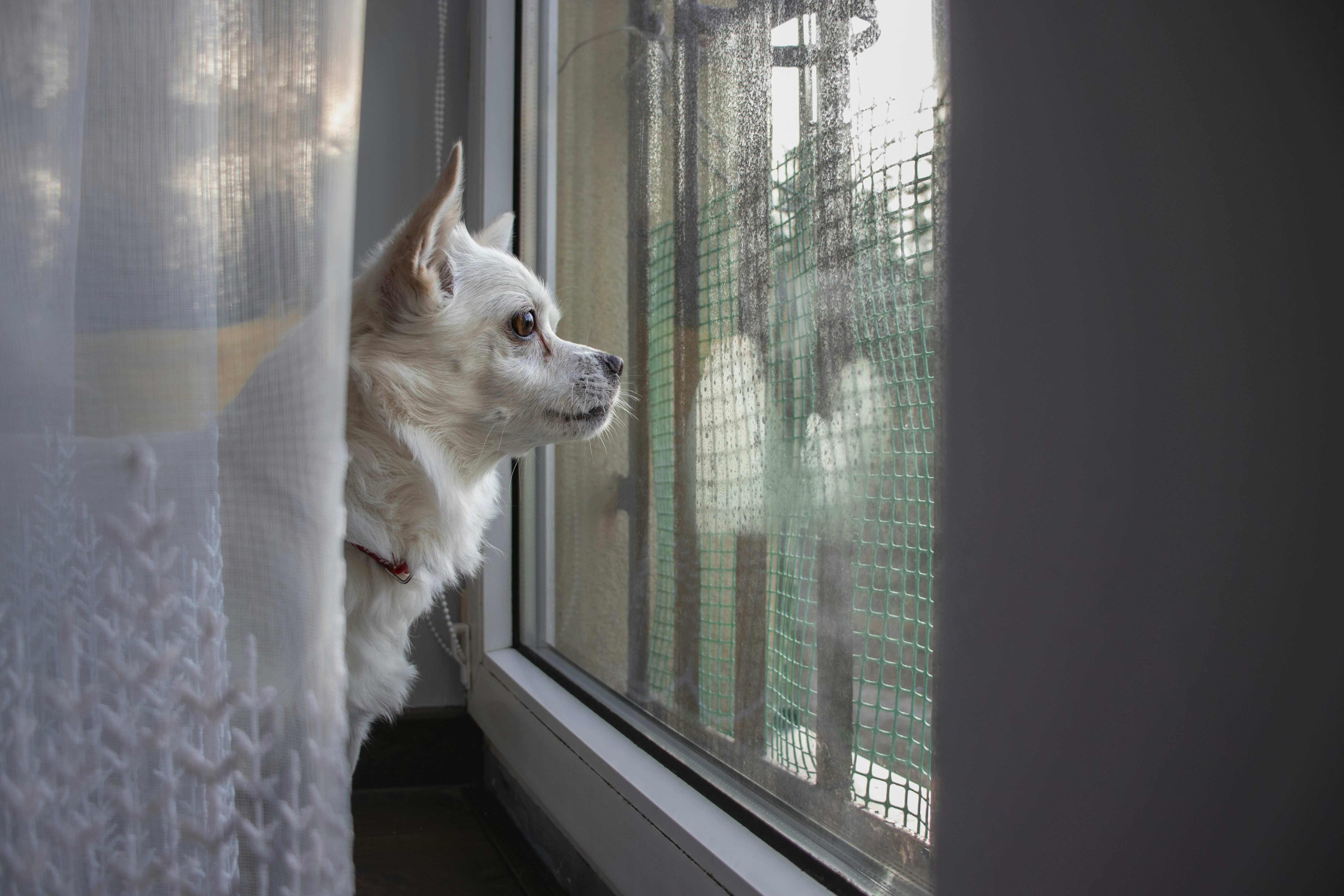White dog gazing intently out of a window, partially obscured by a sheer curtain. The scene captures a moment of reflection and curiosity.