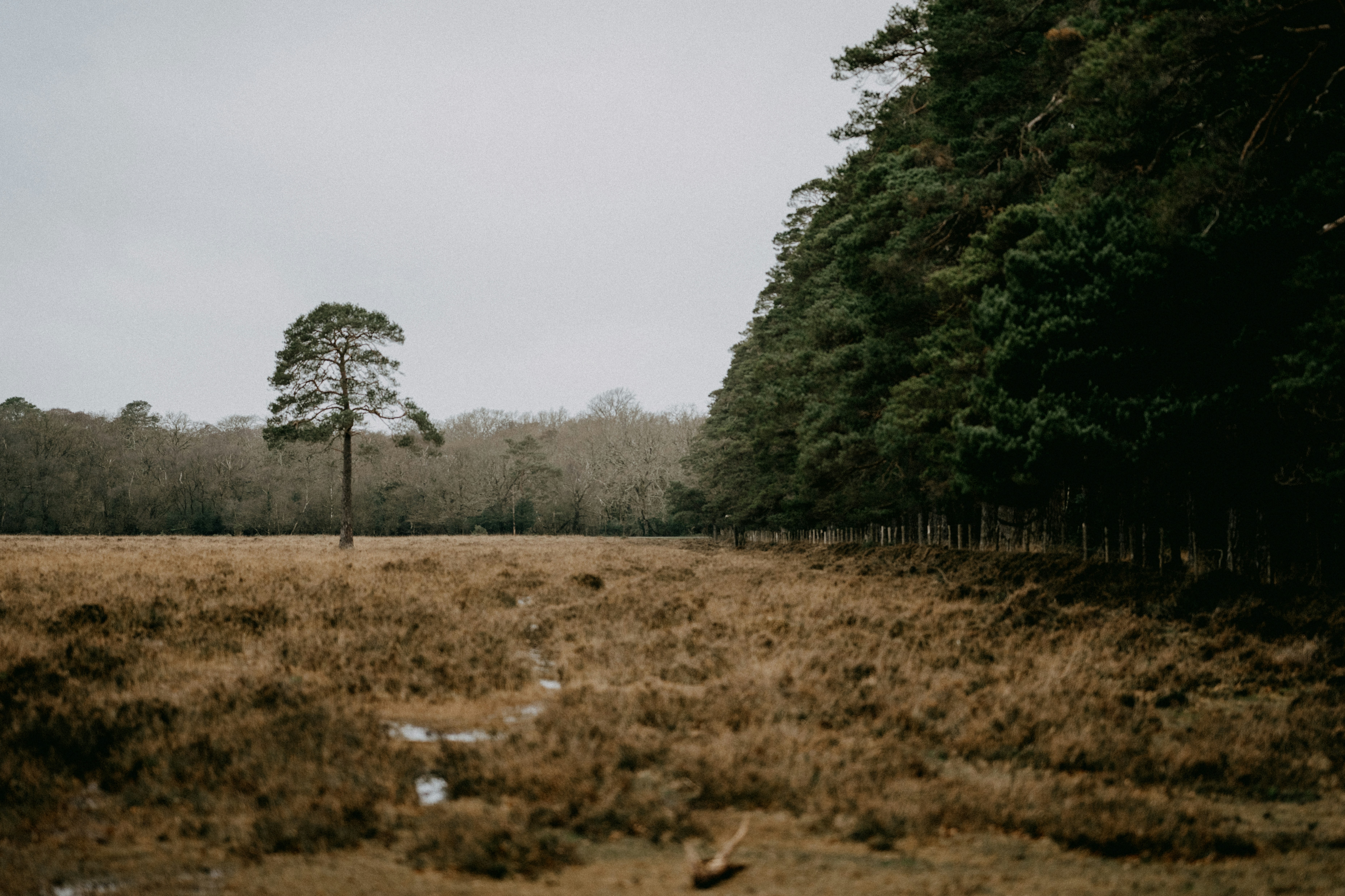 A close up of a dry grass field photo – Free Bleak Image on Unsplash