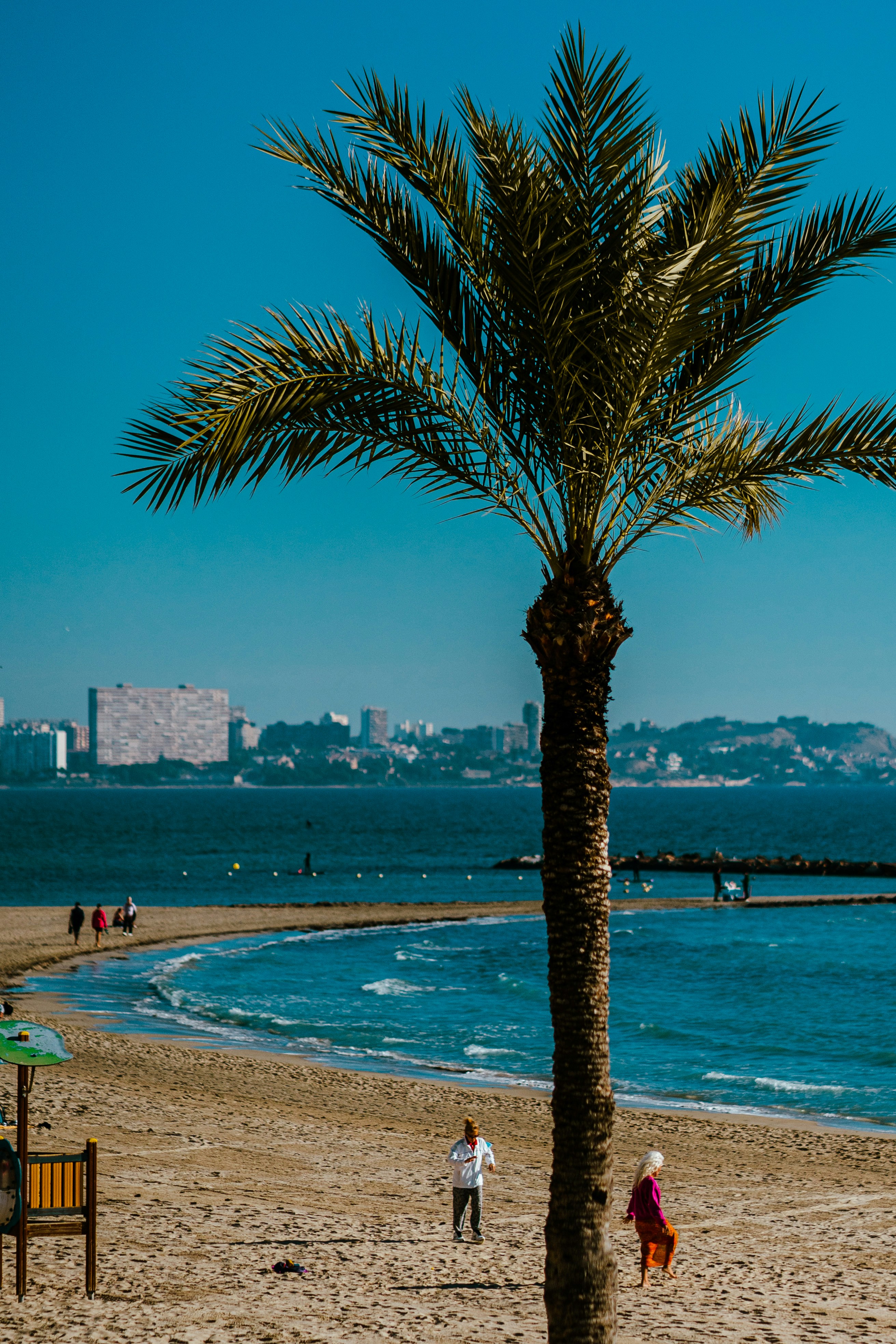 Palm Sentinel Over a Quiet Seashore and Distant Skyline
