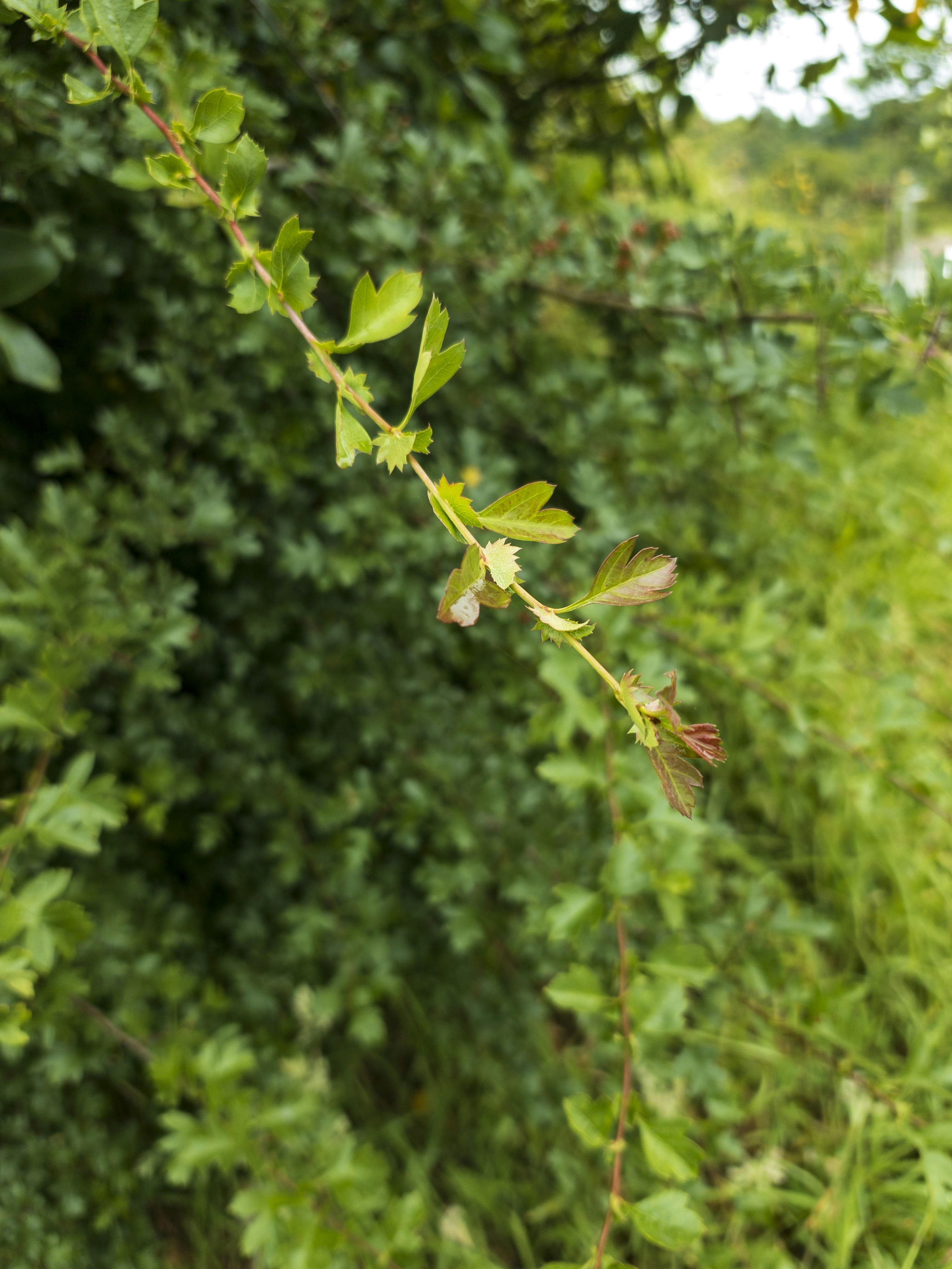 a branch of a tree in the middle of a forest