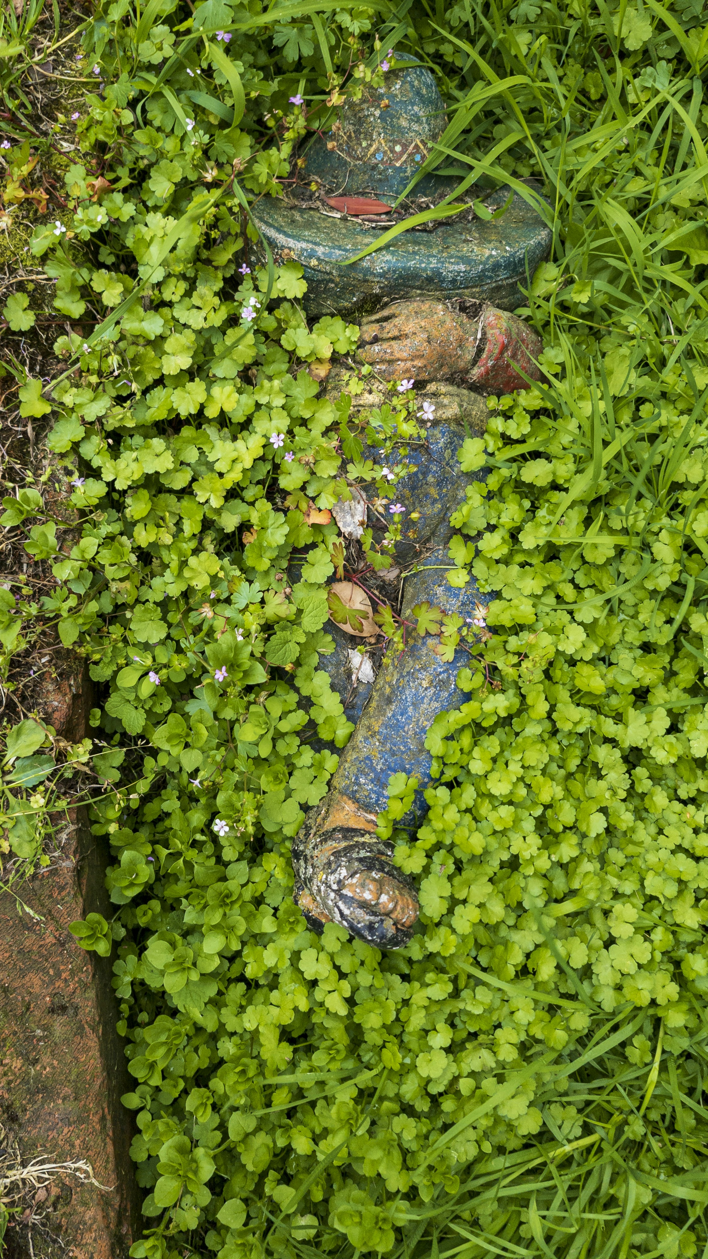 Weathered blue garden hose winding through a carpet of clover and grass