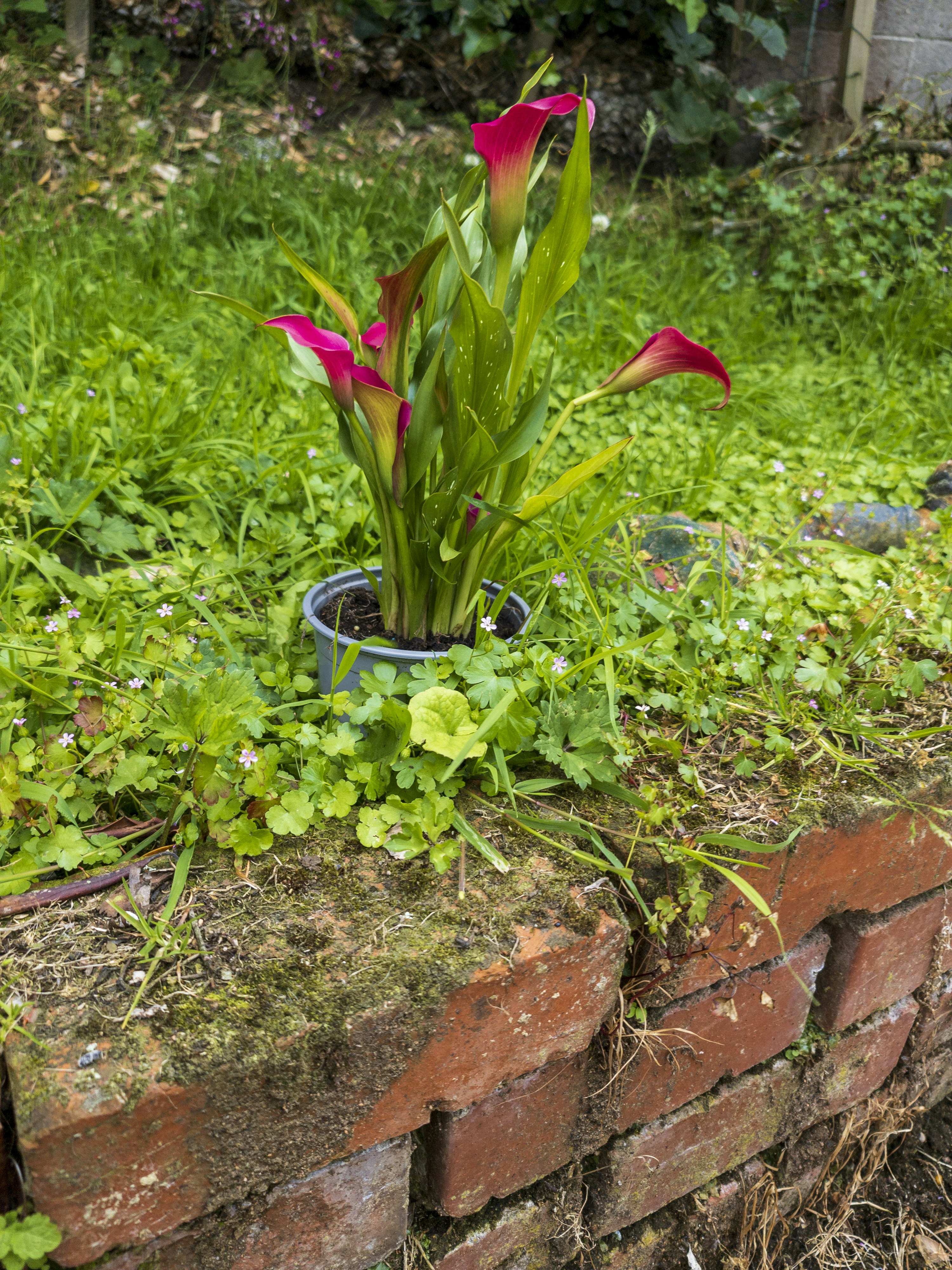 Scarlet-calla lilies rise from a mossy brick planter in a sunlit garden edge