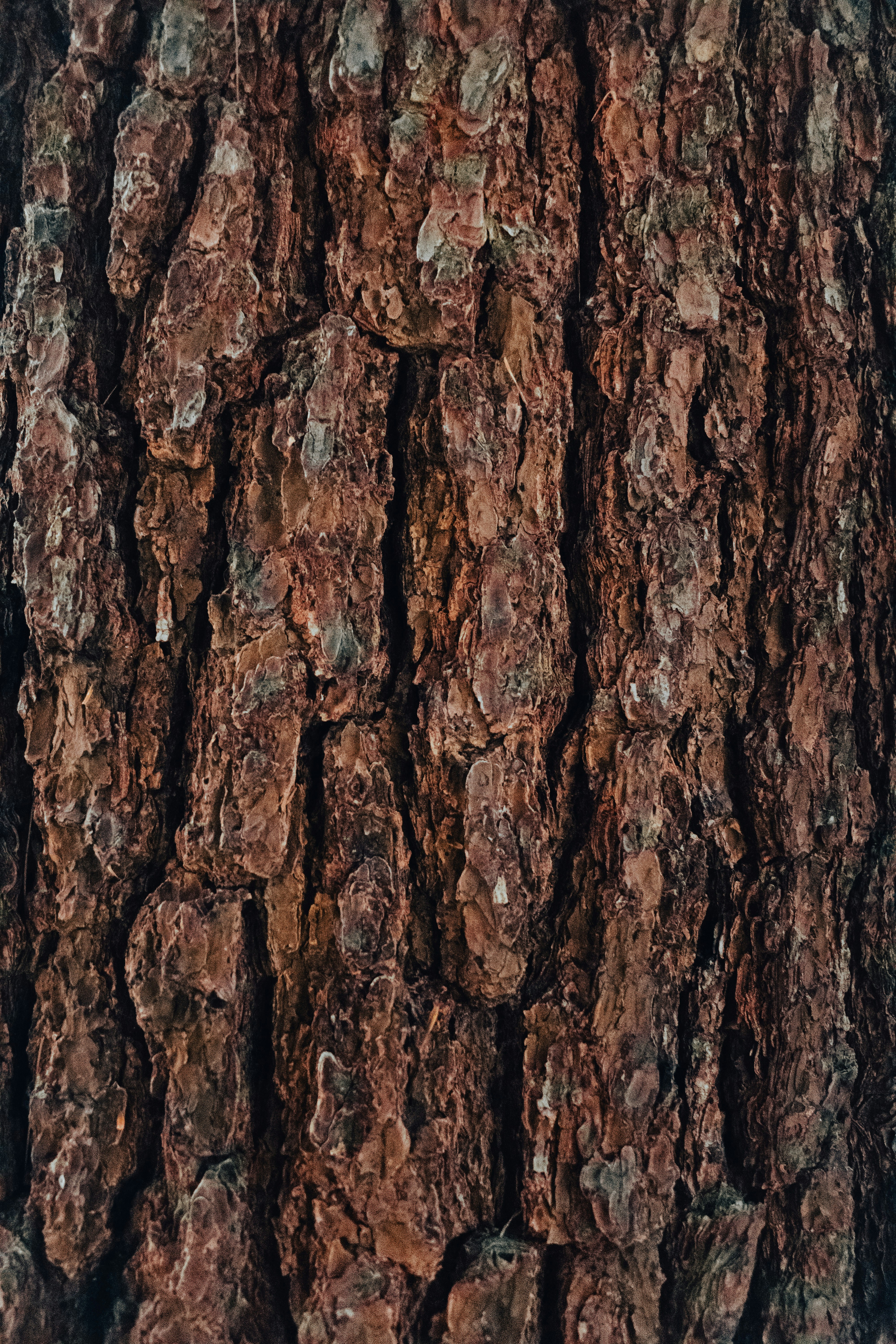 Close-up of a tree's bark, showcasing intricate textures and earthy tones. The details highlight the natural beauty and complexity of wood.