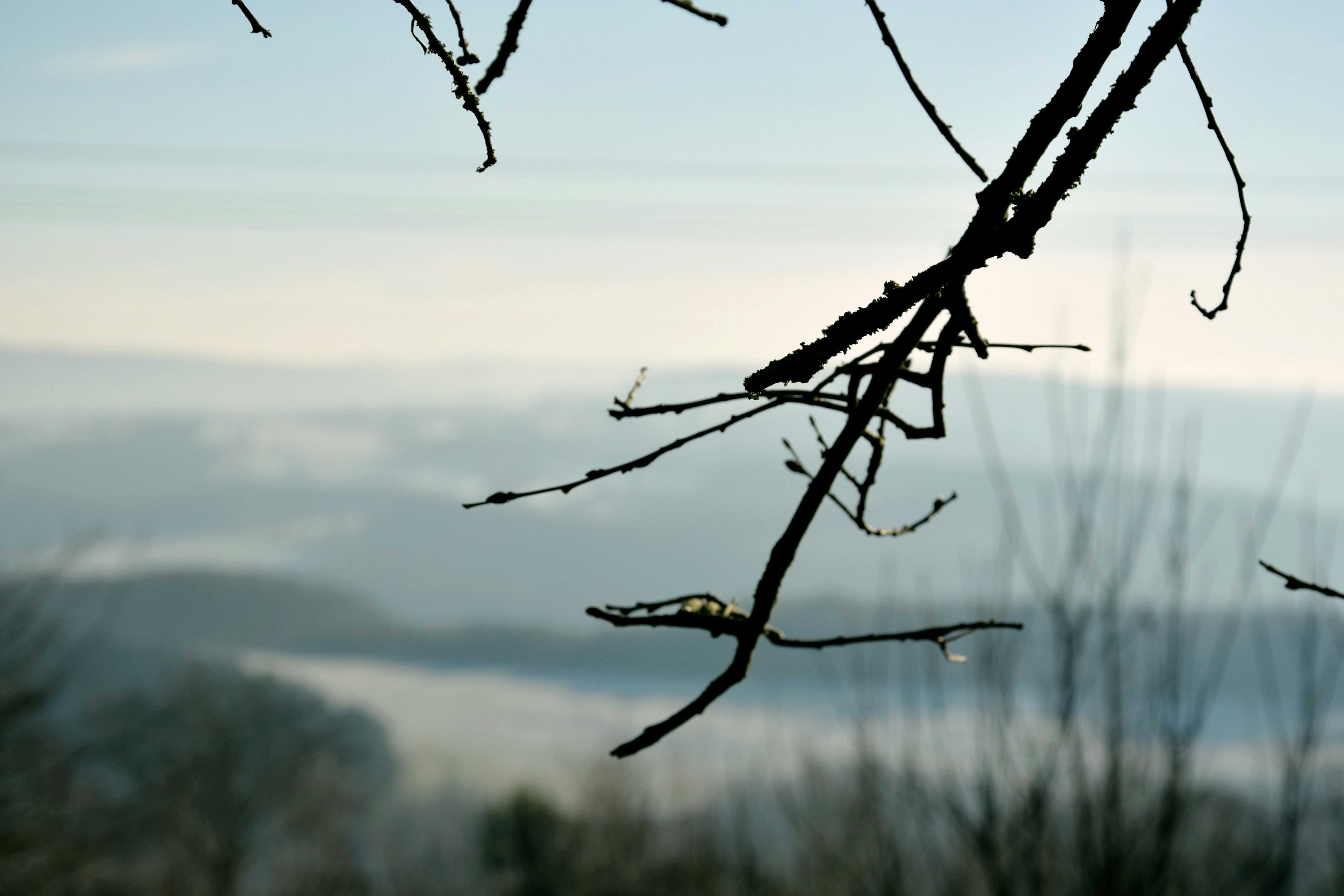 Branch Silhouette Framing a Mist-Veiled Valley at Dawn