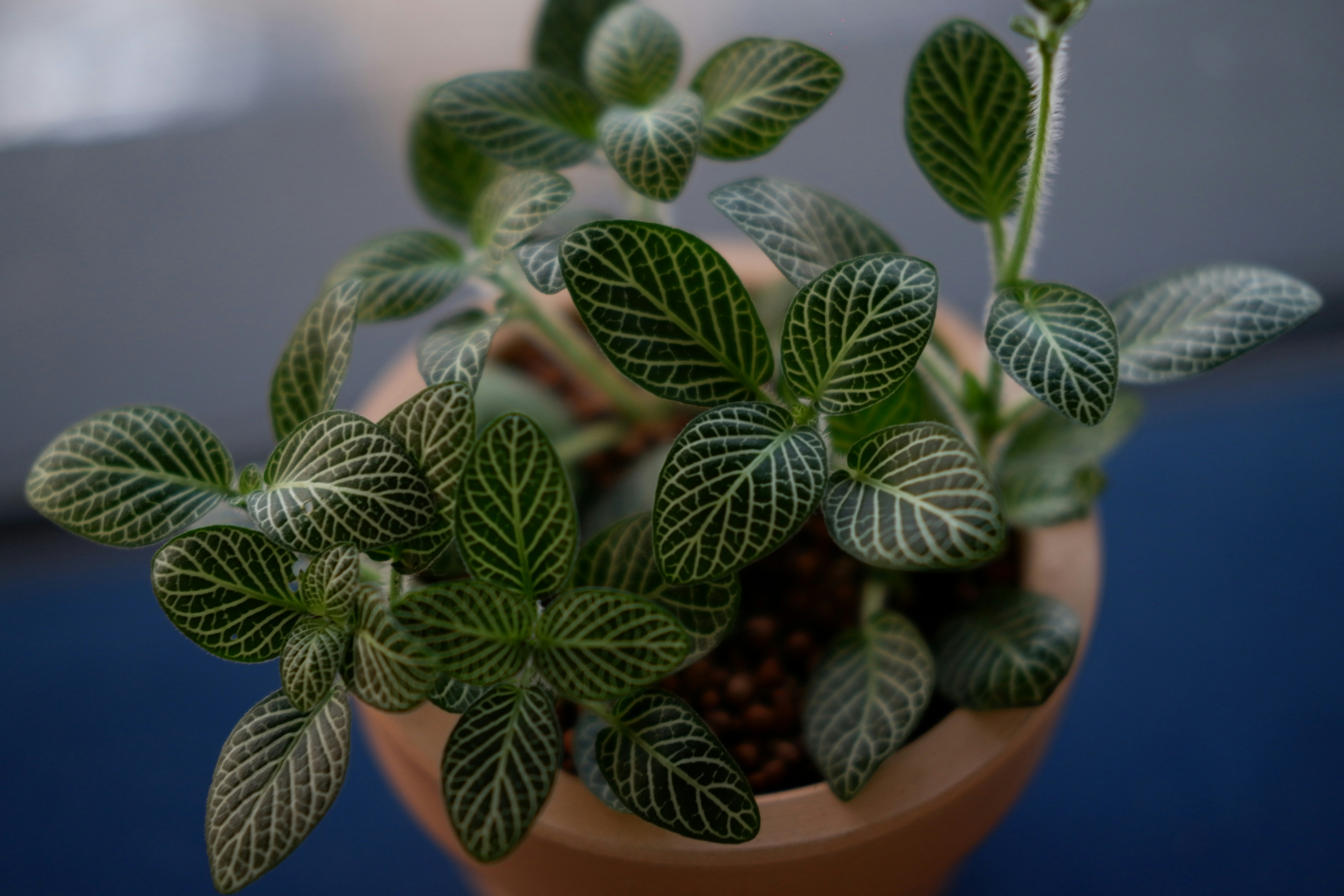 Close-up of a potted plant showcasing its intricate green leaves with striking white veins against a soft background.
