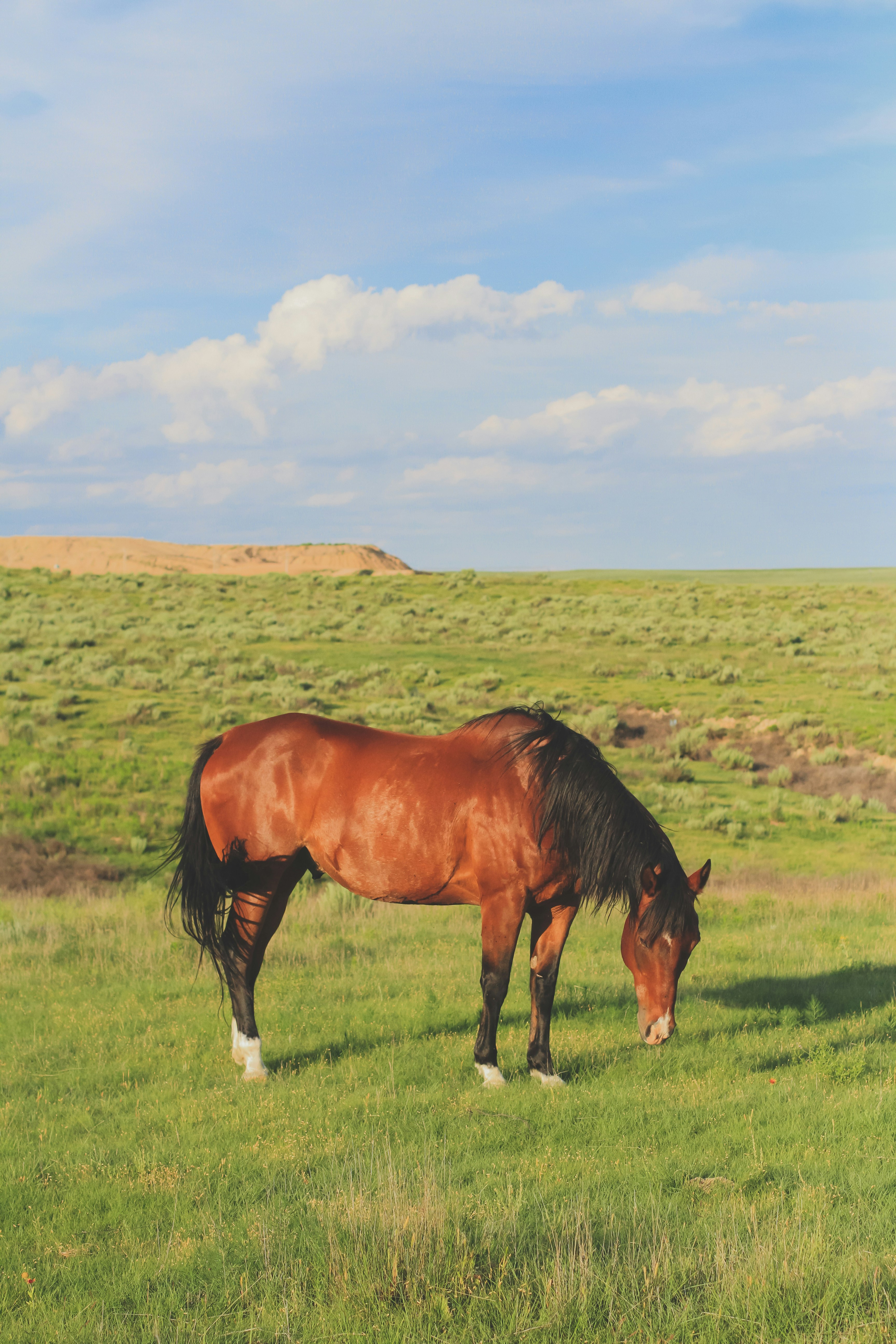 Brown horse grazing peacefully in a lush green meadow under a bright blue sky with scattered clouds.