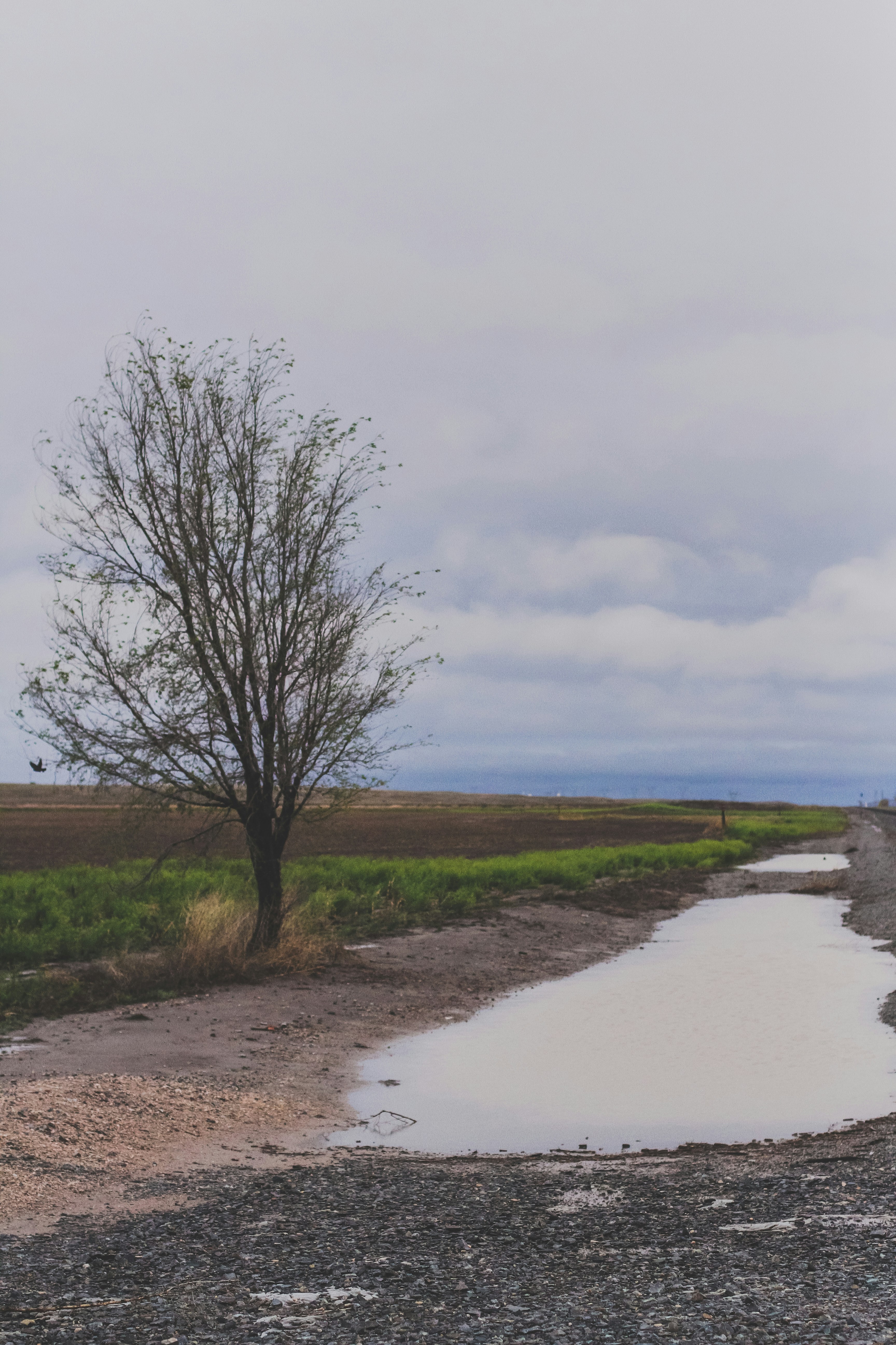 a lone tree sitting on the side of a river