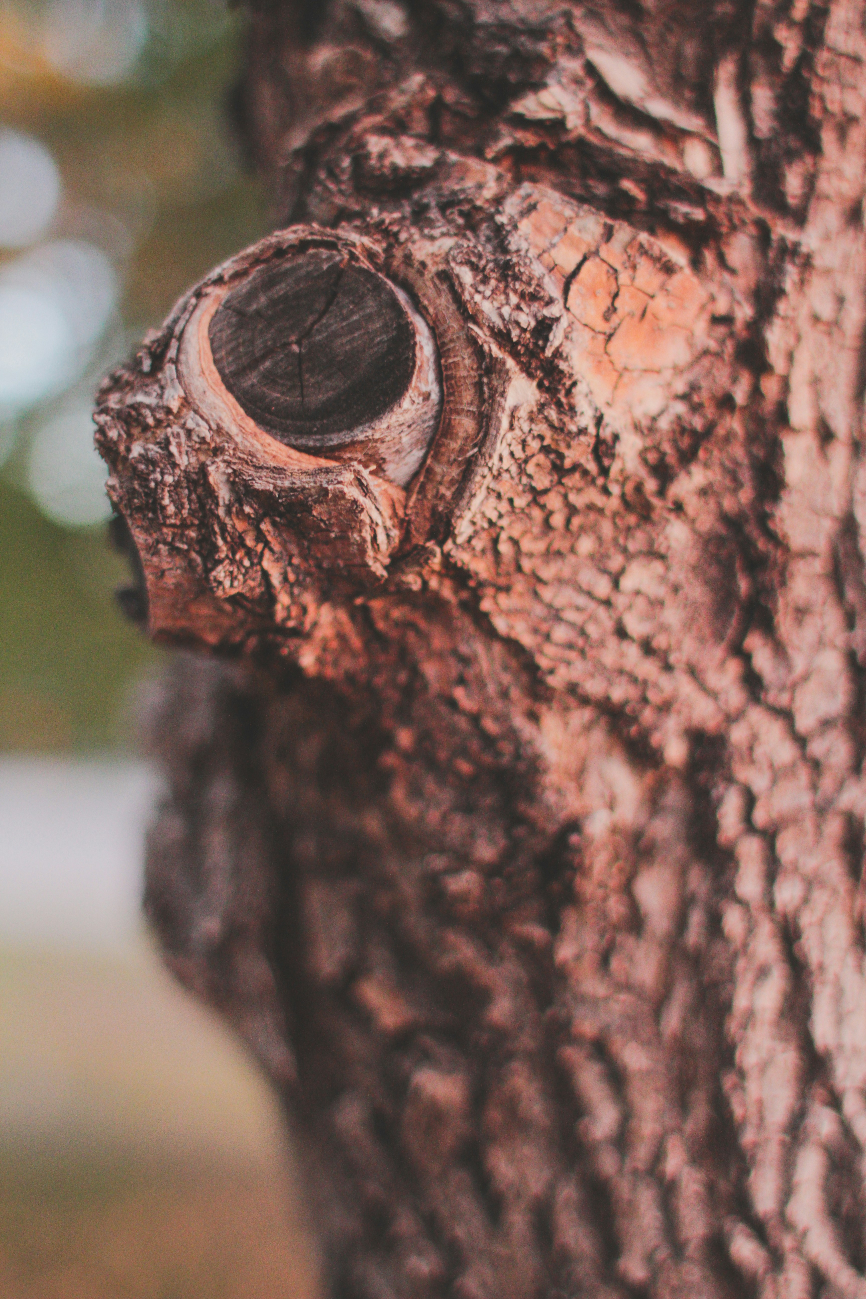 Knot in Bark: A Macro Portrait of Tree Texture