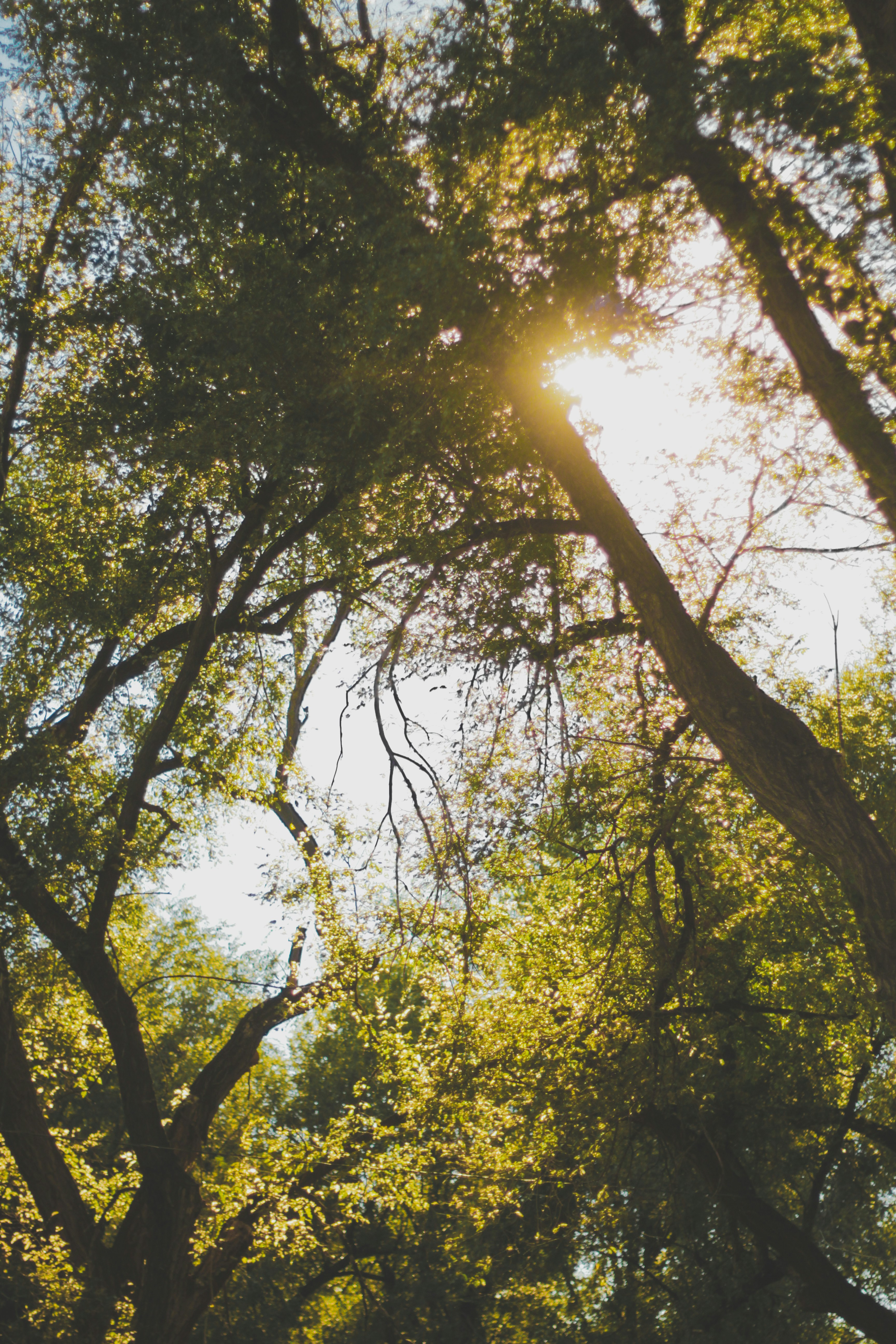 Sunlight filtering through a dense canopy of trees, highlighting vibrant green leaves and creating a serene atmosphere.