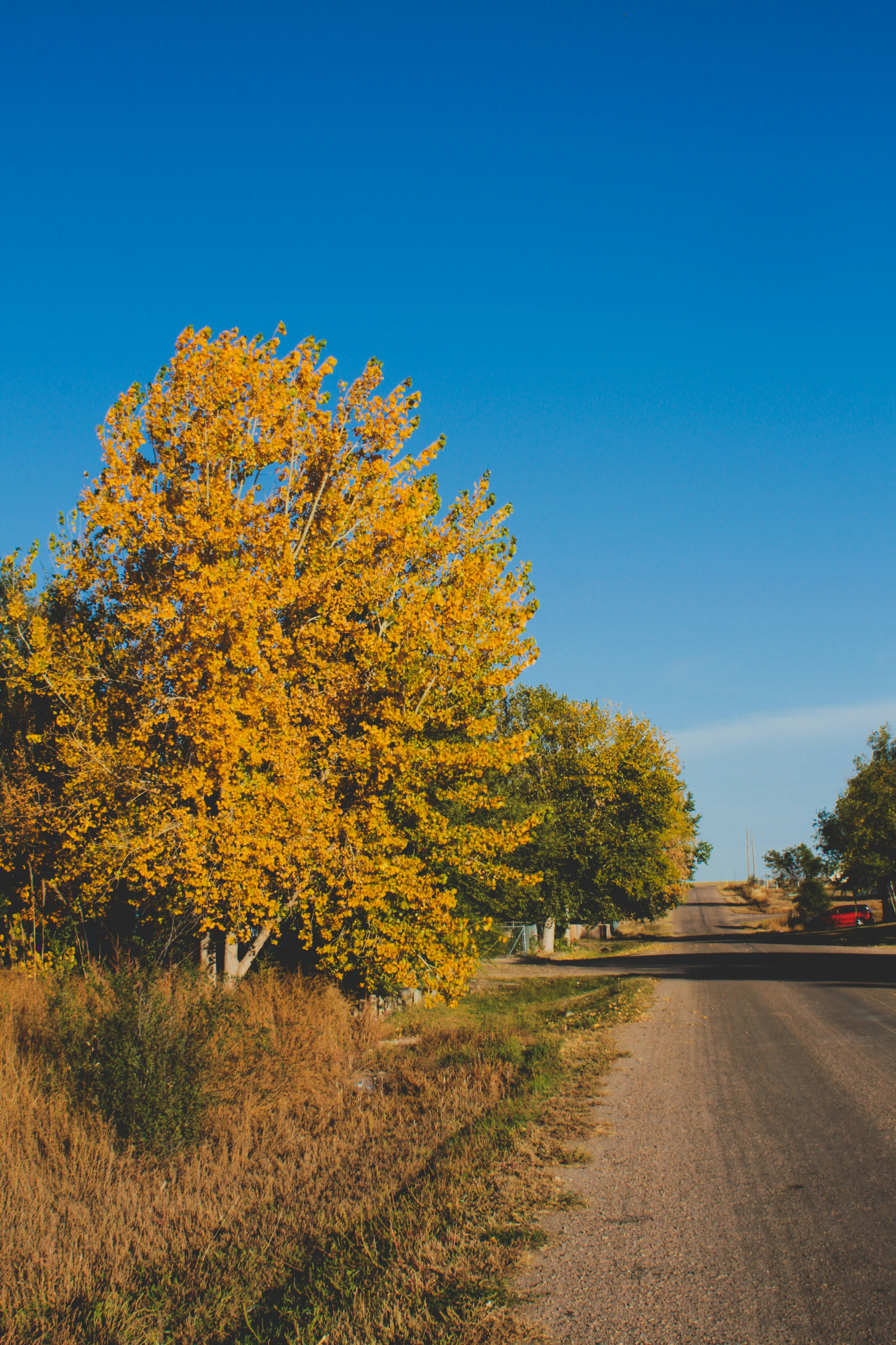 A yellow tree on the side of a road photo – Free Garden city Image on ...