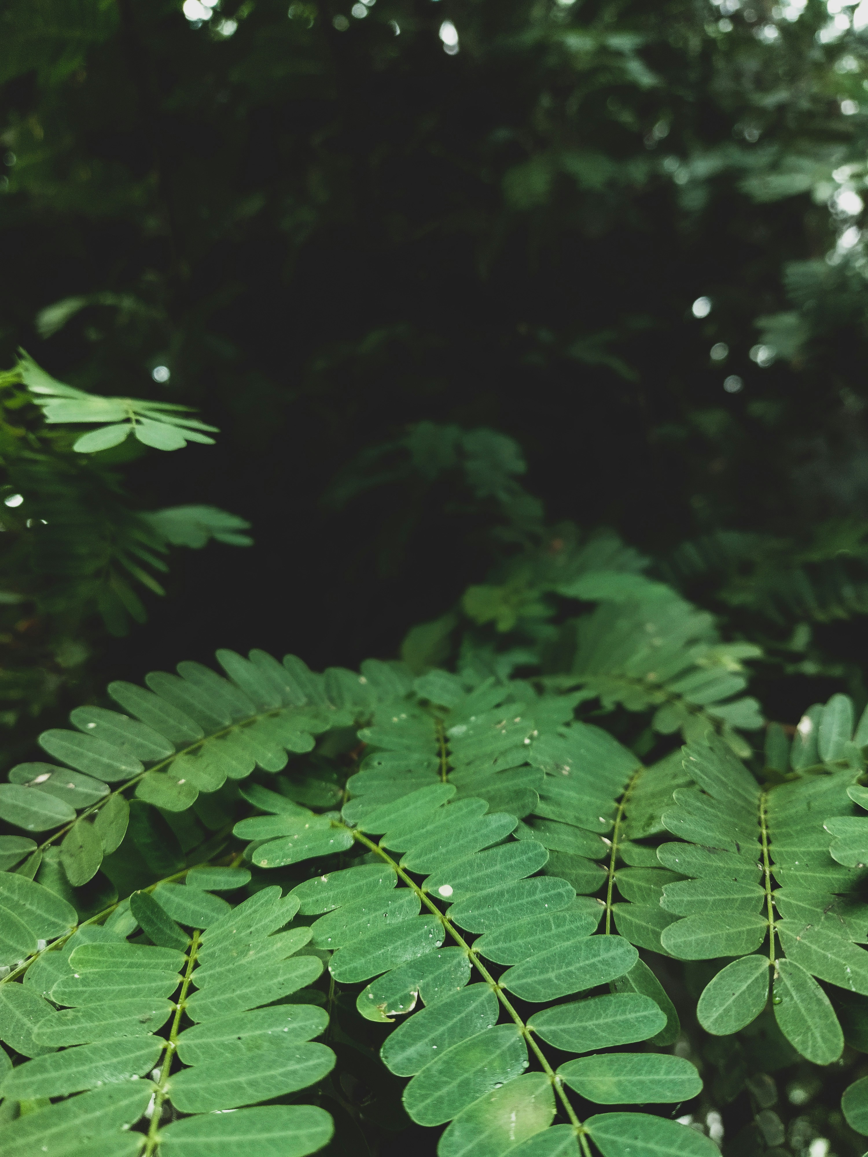 Close-up of vibrant fern fronds with a dark background, emphasizing leaf texture and venation.