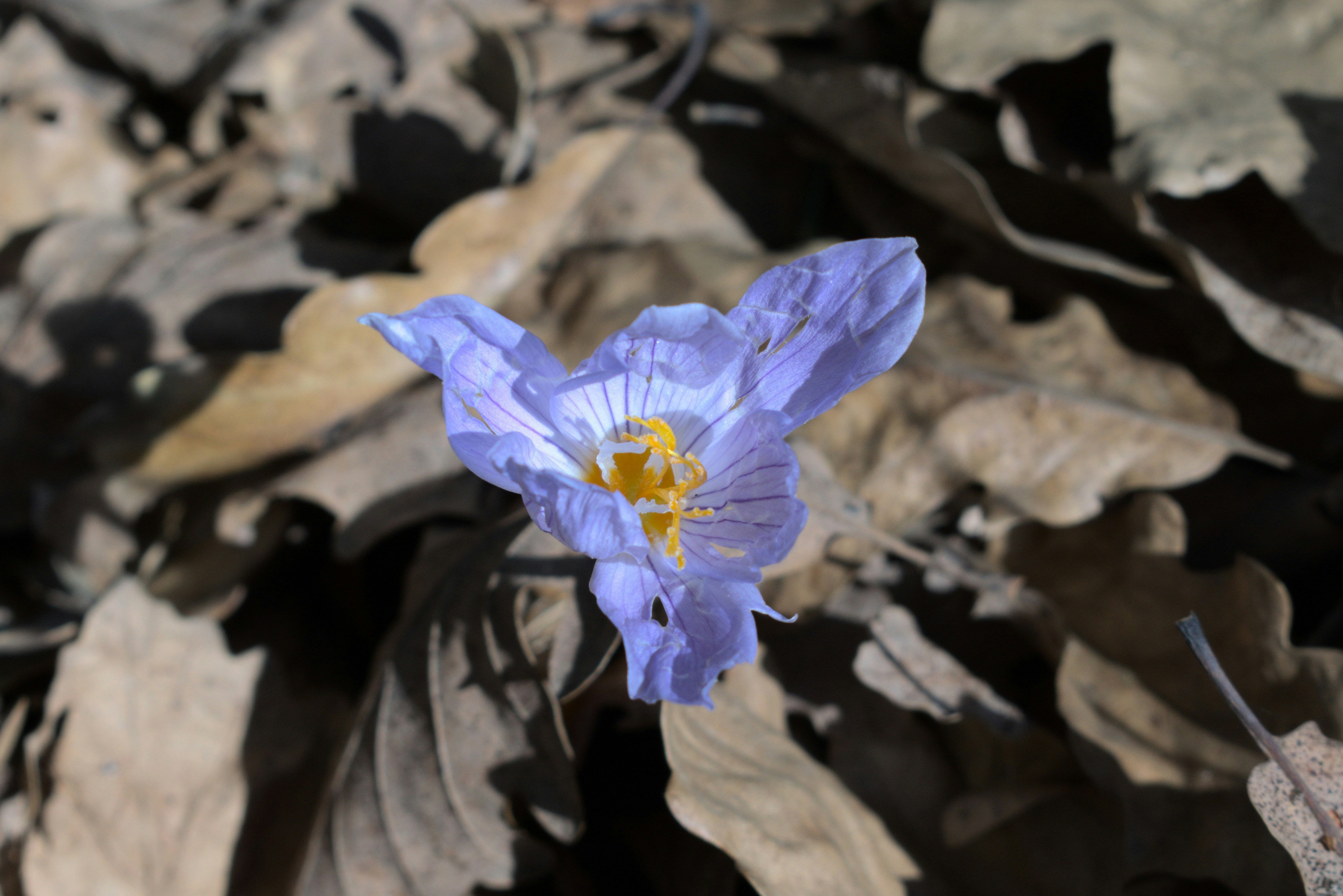 Azure Crocus Rising Through a Bed of Withered Leaves