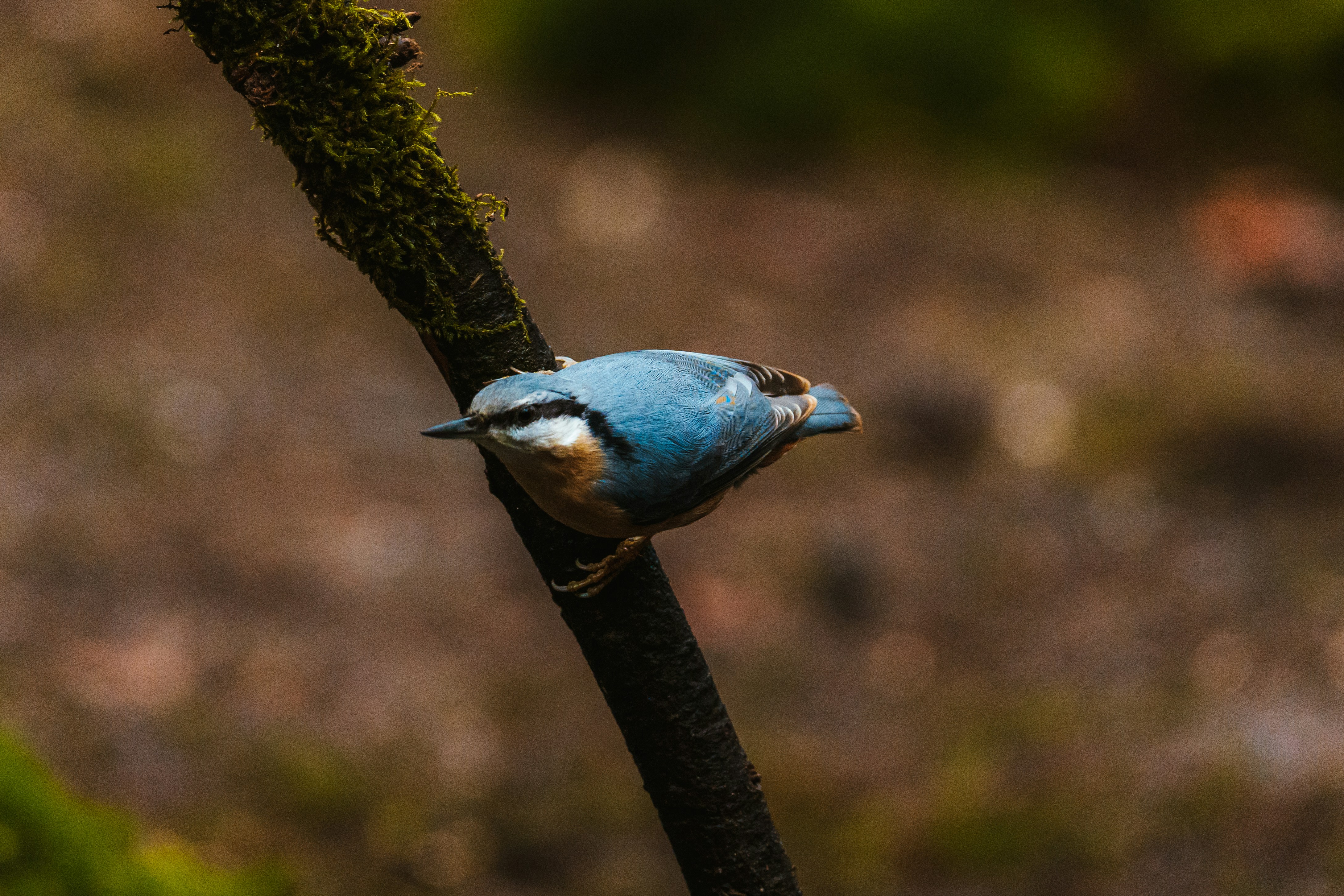 Animals | 26 best free animal, wildlife, mammal and wildlifephotography ...