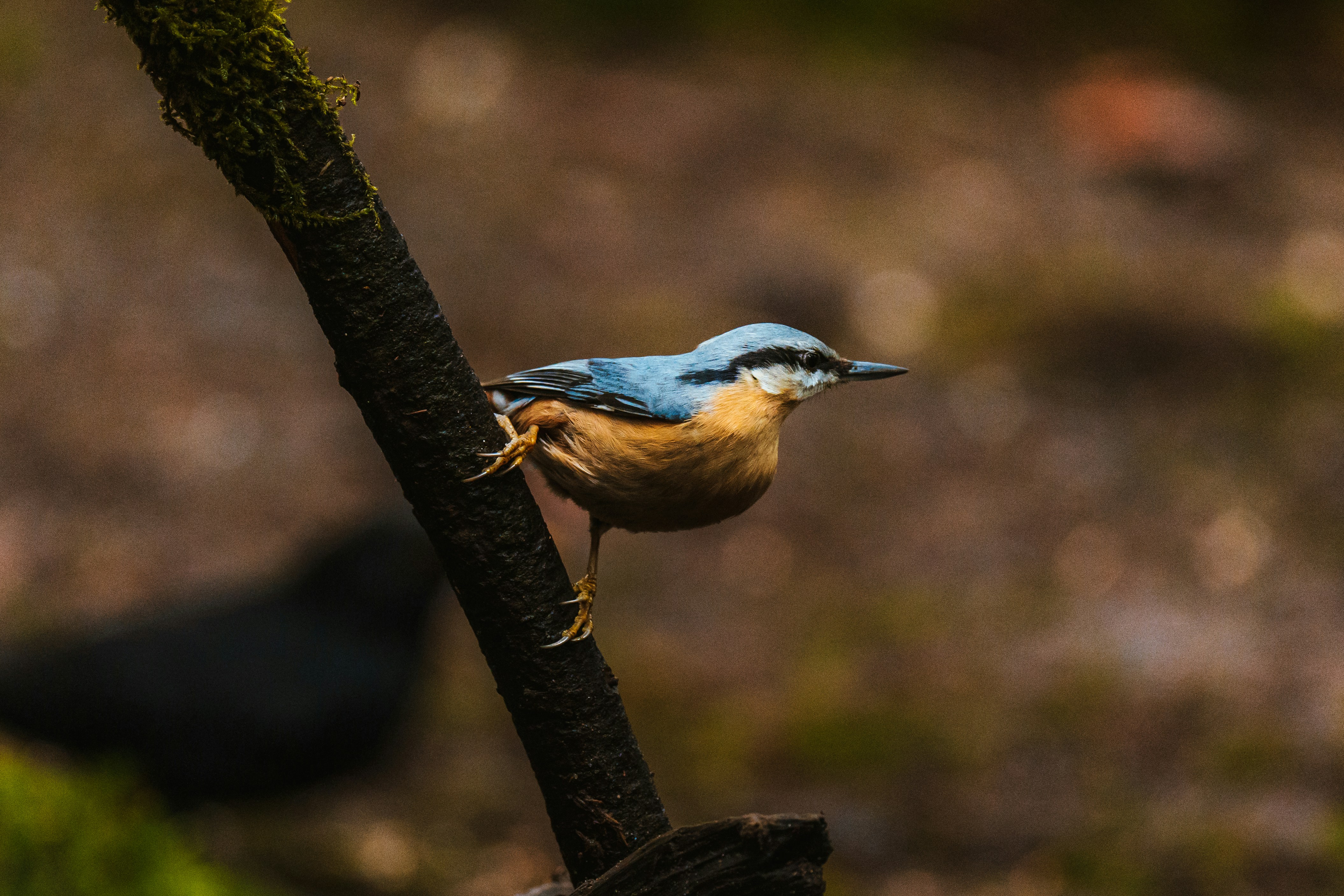 A blue and yellow bird perched on a tree branch photo – Free De hoge ...