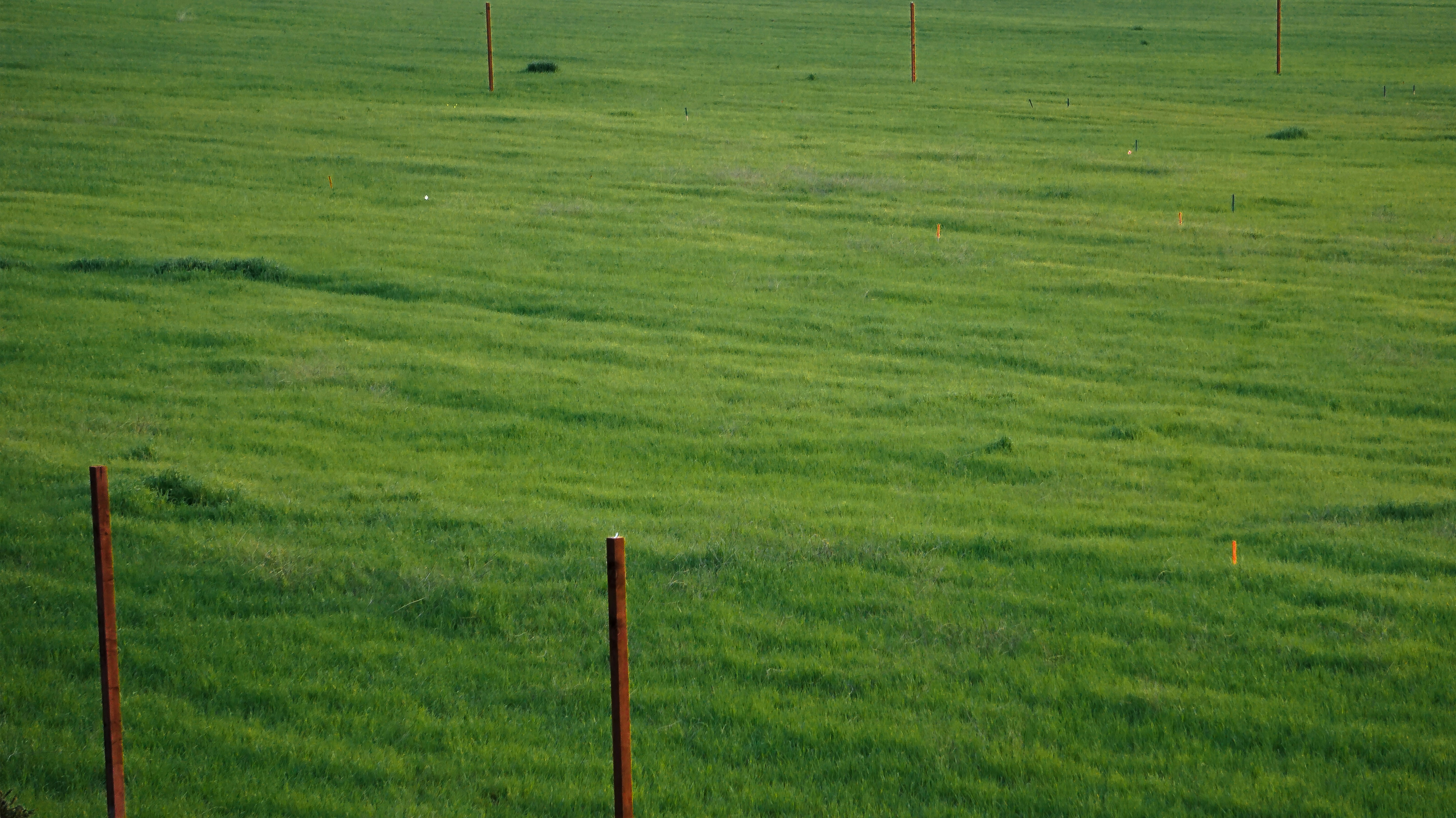 Vast green field dotted with slender poles, creating a rhythmic pattern against the serene landscape.