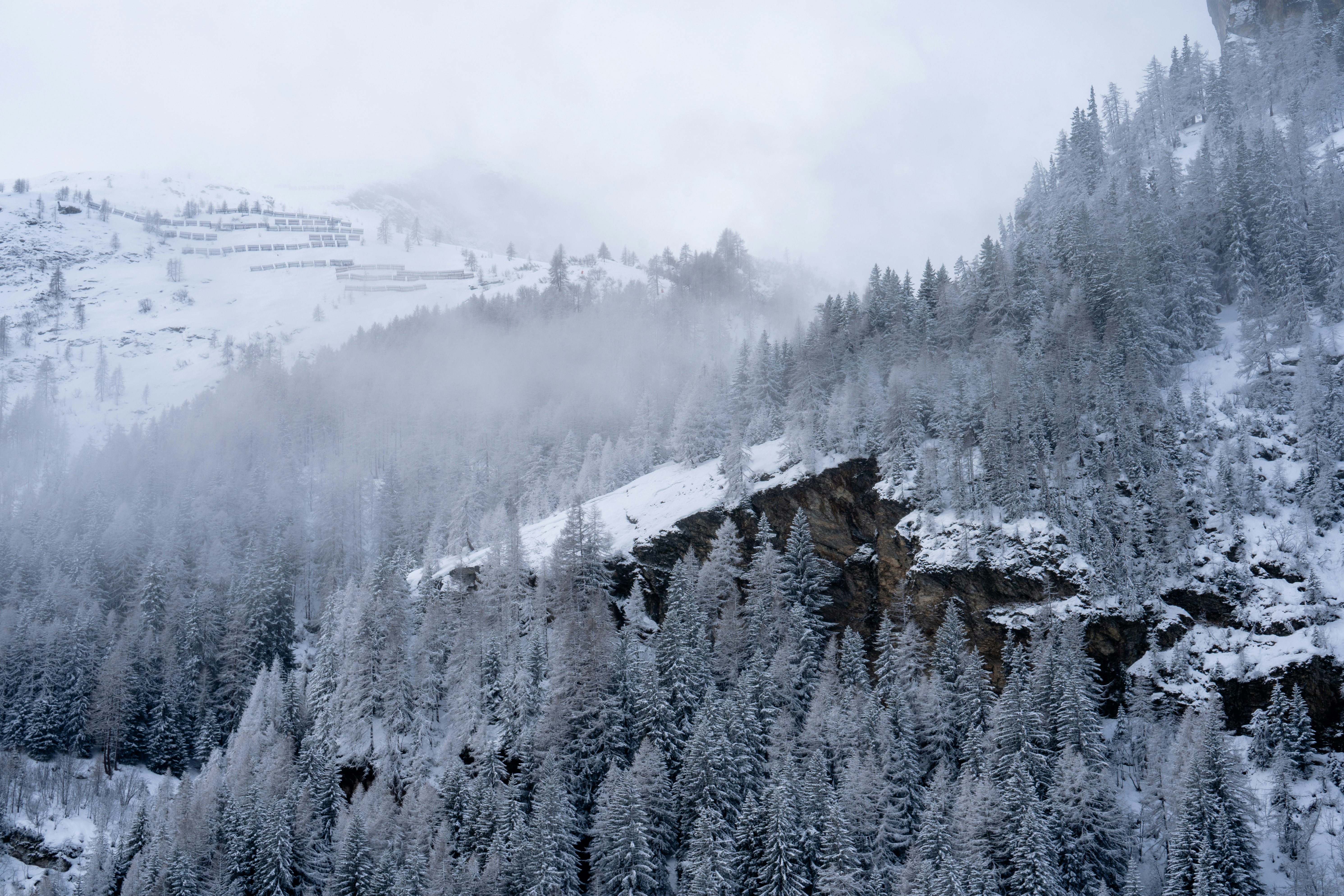 Ridge of White Silence: Snow-Laden Pines Beneath Misty Alpine Skies