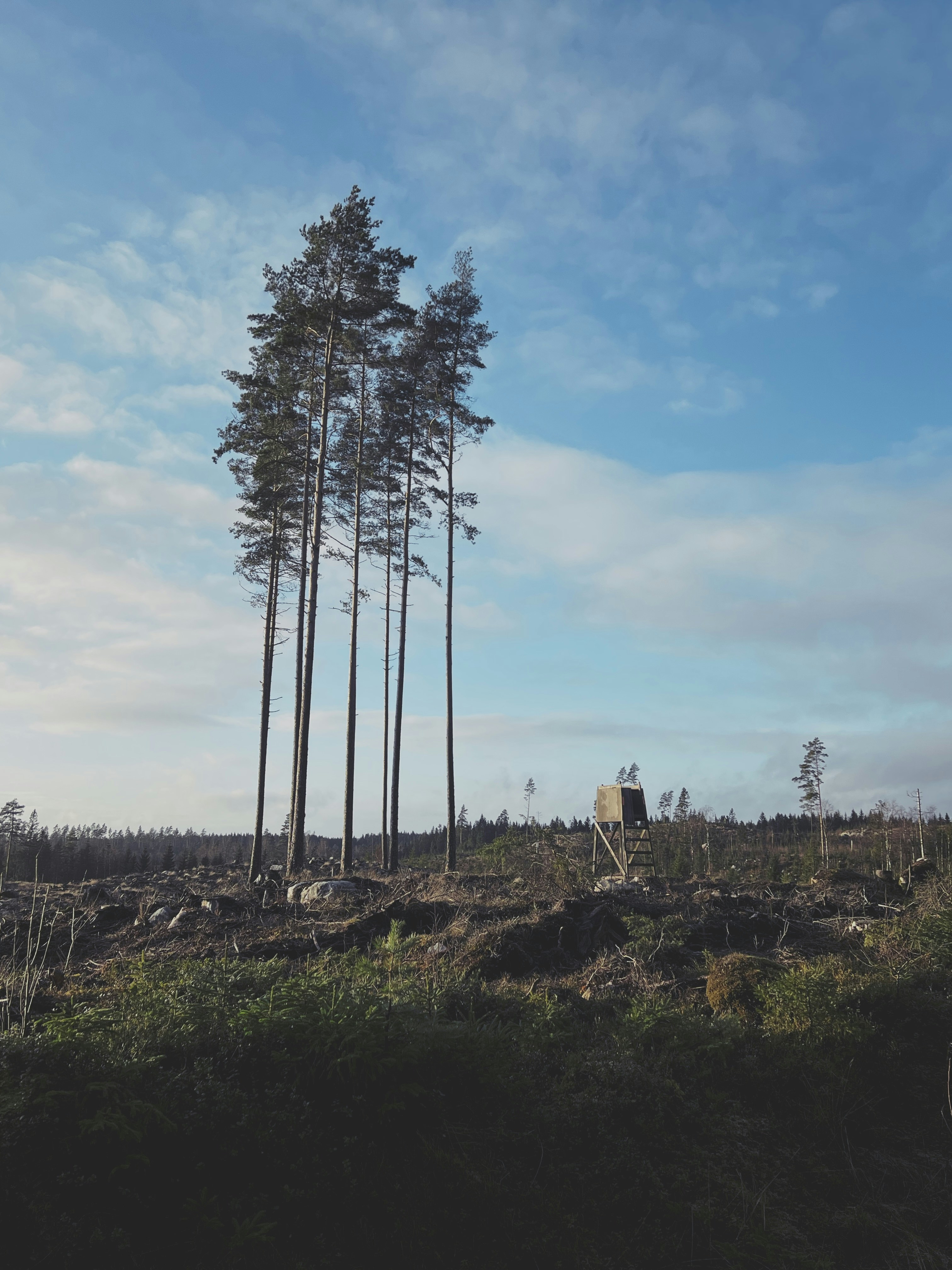 Tall pine trees stand against a backdrop of blue sky, overlooking a cleared landscape with a hunting tower in the distance.