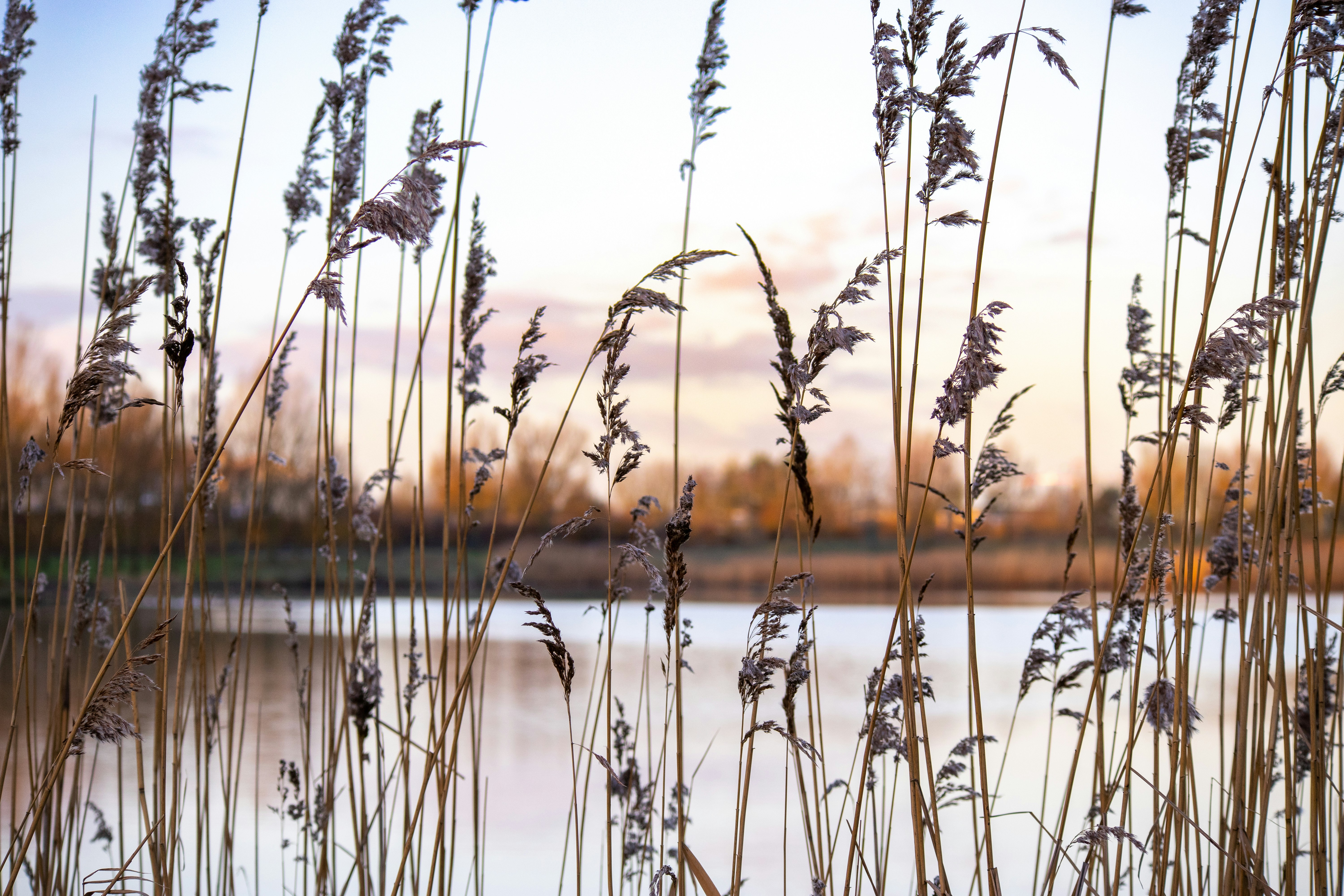 A bunch of tall dry grass next to a body of water photo – Free Land ...