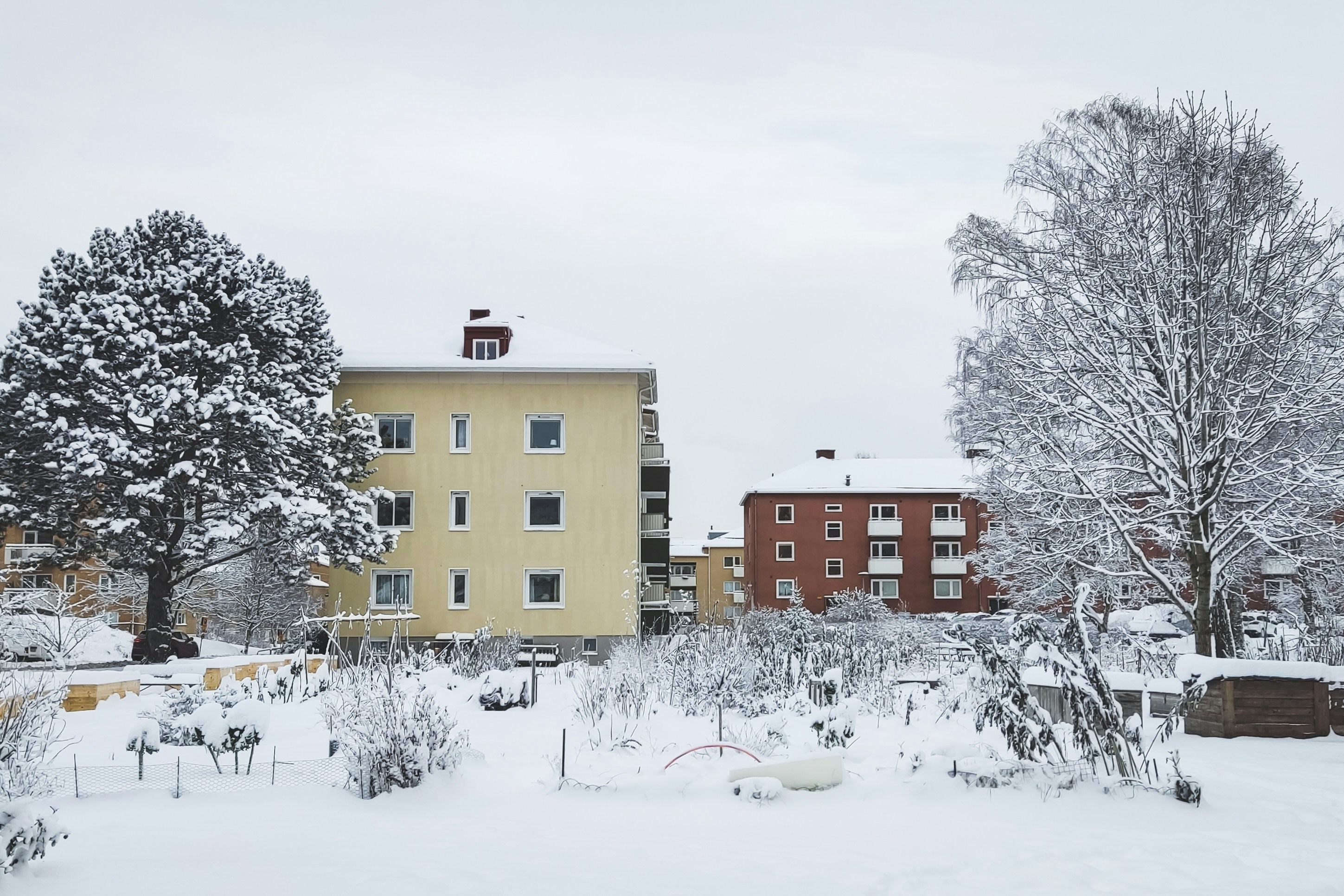 Colorful buildings surrounded by a blanket of fresh snow, with trees standing tall in a serene winter landscape.