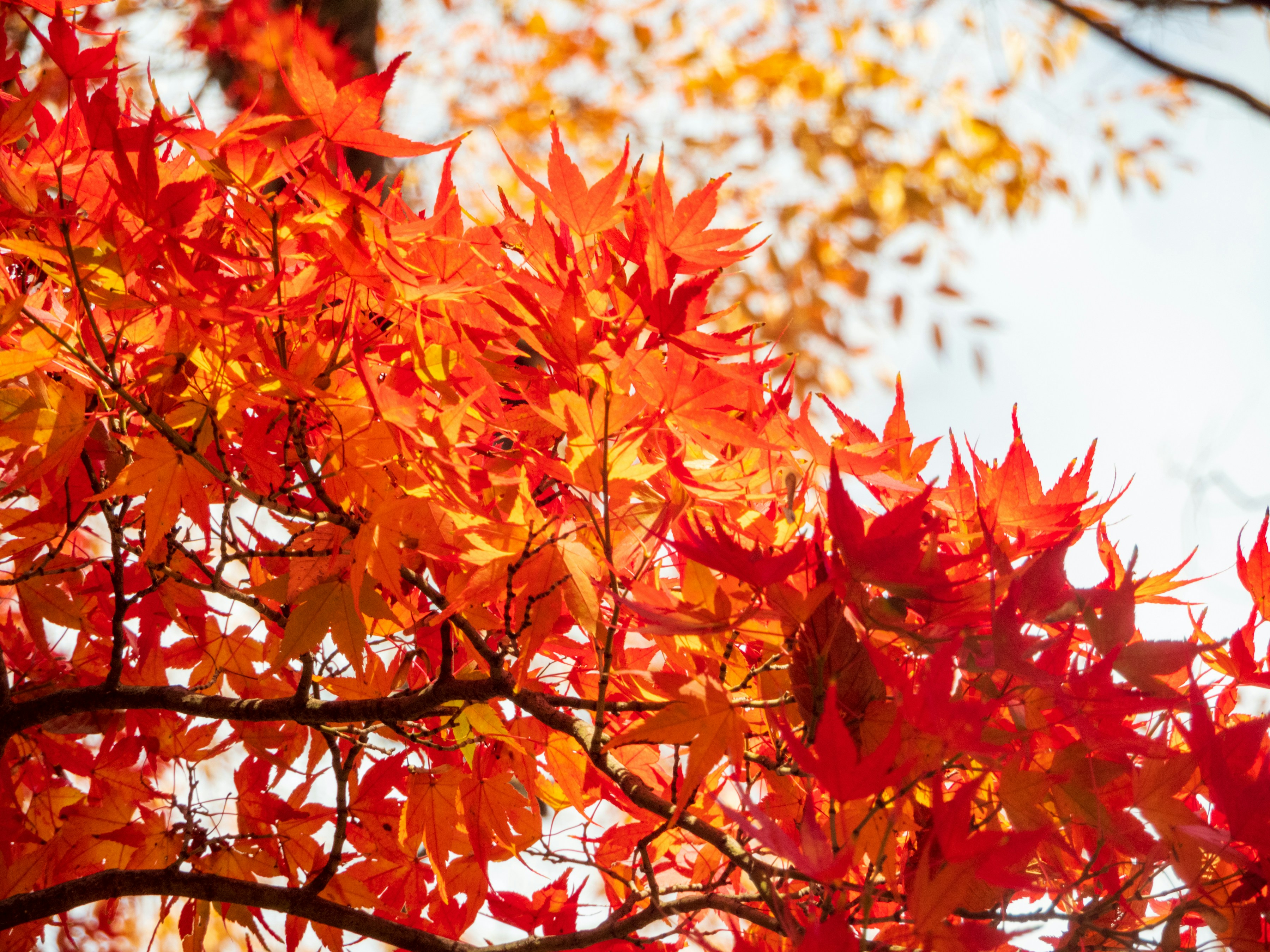 A tree that has red leaves on it photo – Free Japan Image on Unsplash