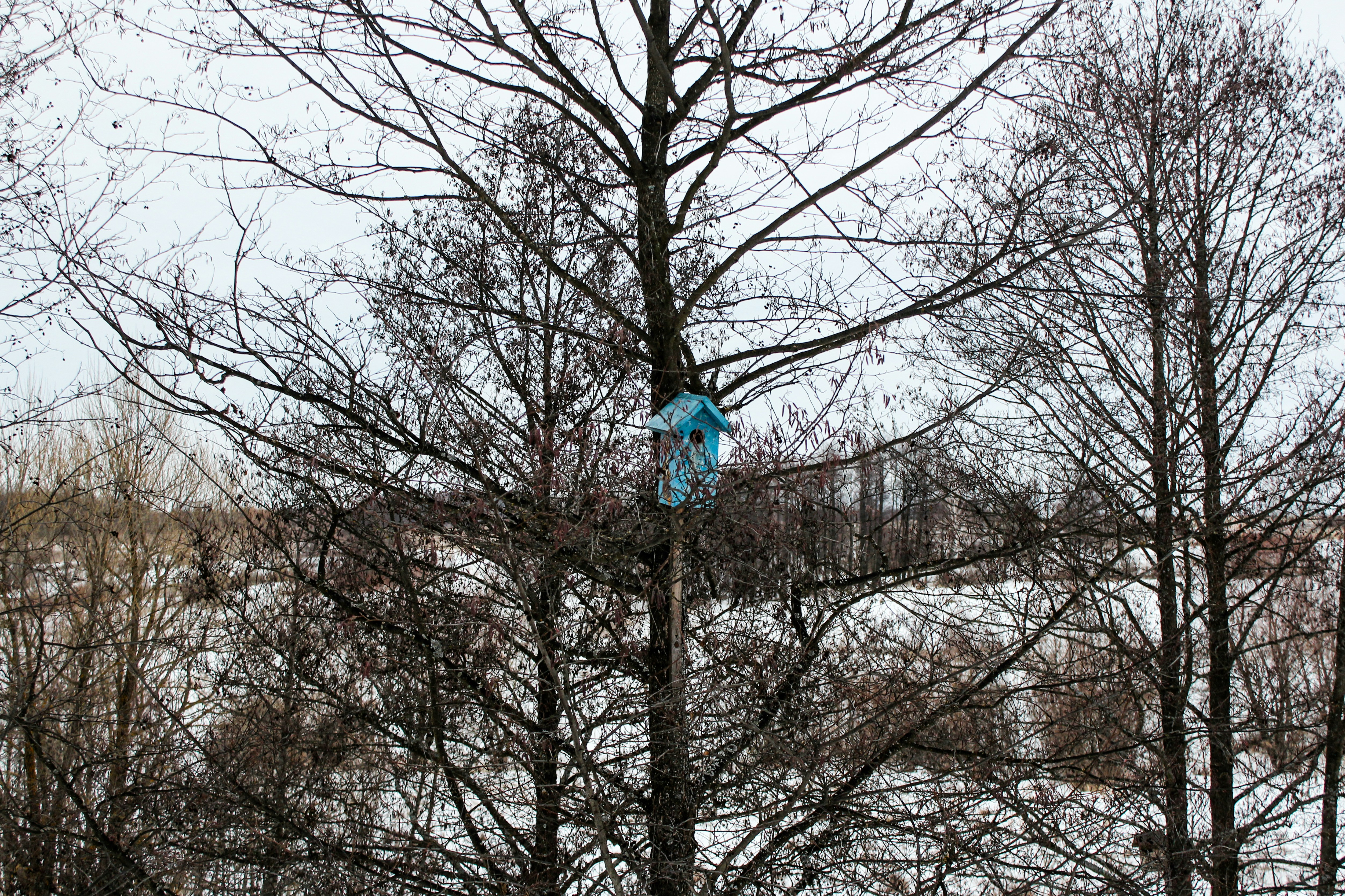 A blue kite stuck in a bare tree photo – Free Birdhouse Image on Unsplash