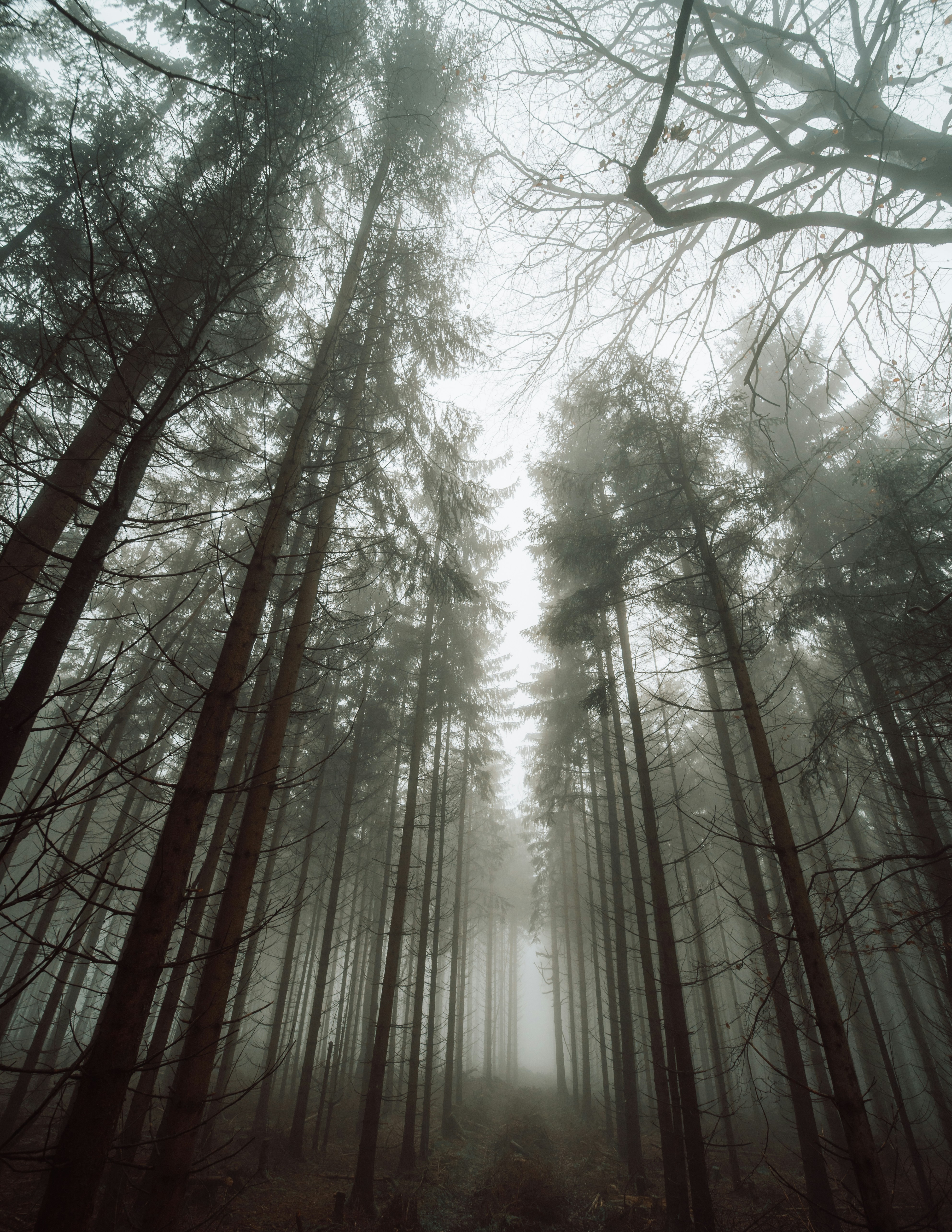 A foggy forest filled with lots of trees photo – Free Plant Image on ...