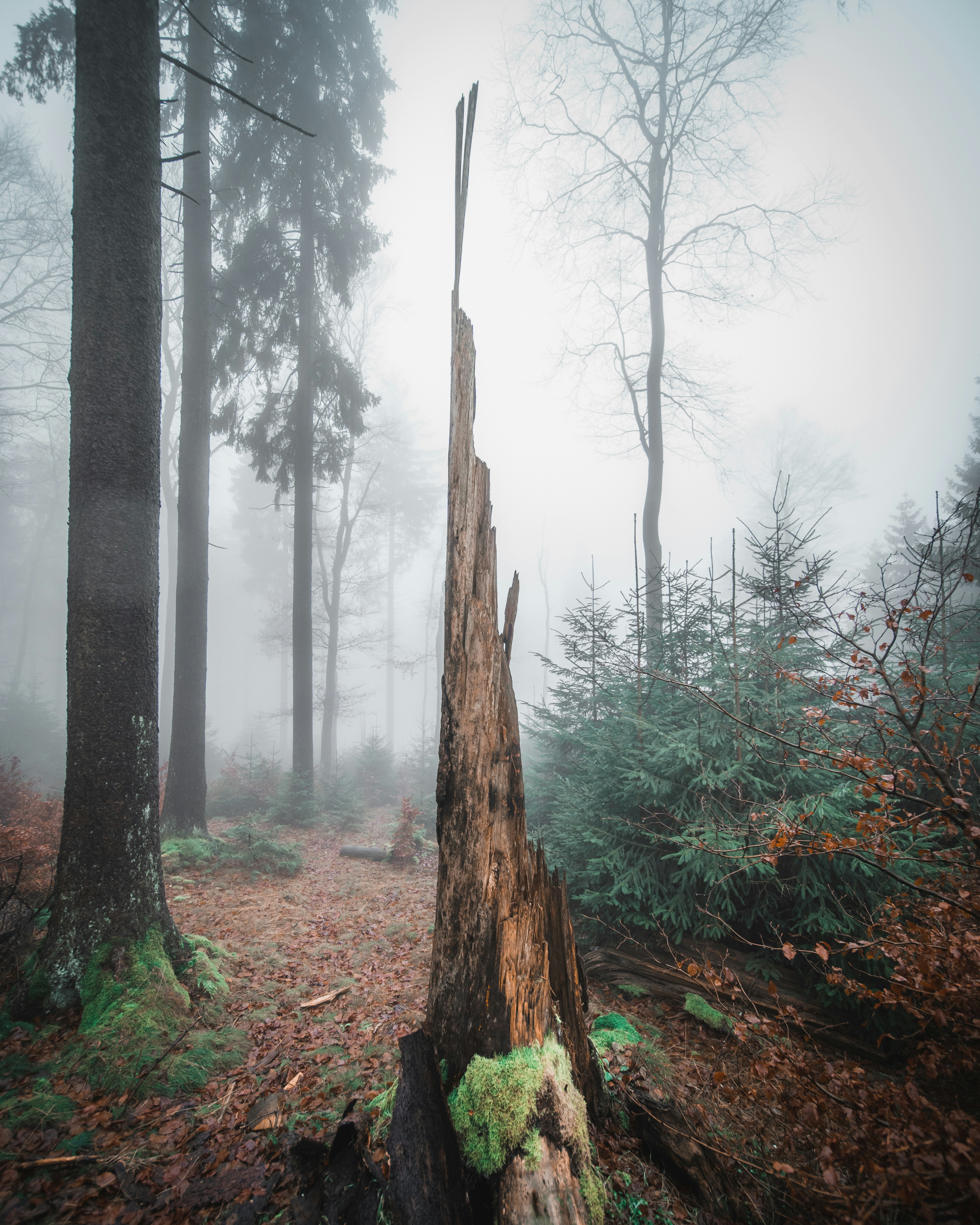 A tree stump in a forest on a foggy day photo – Free Plant Image on ...