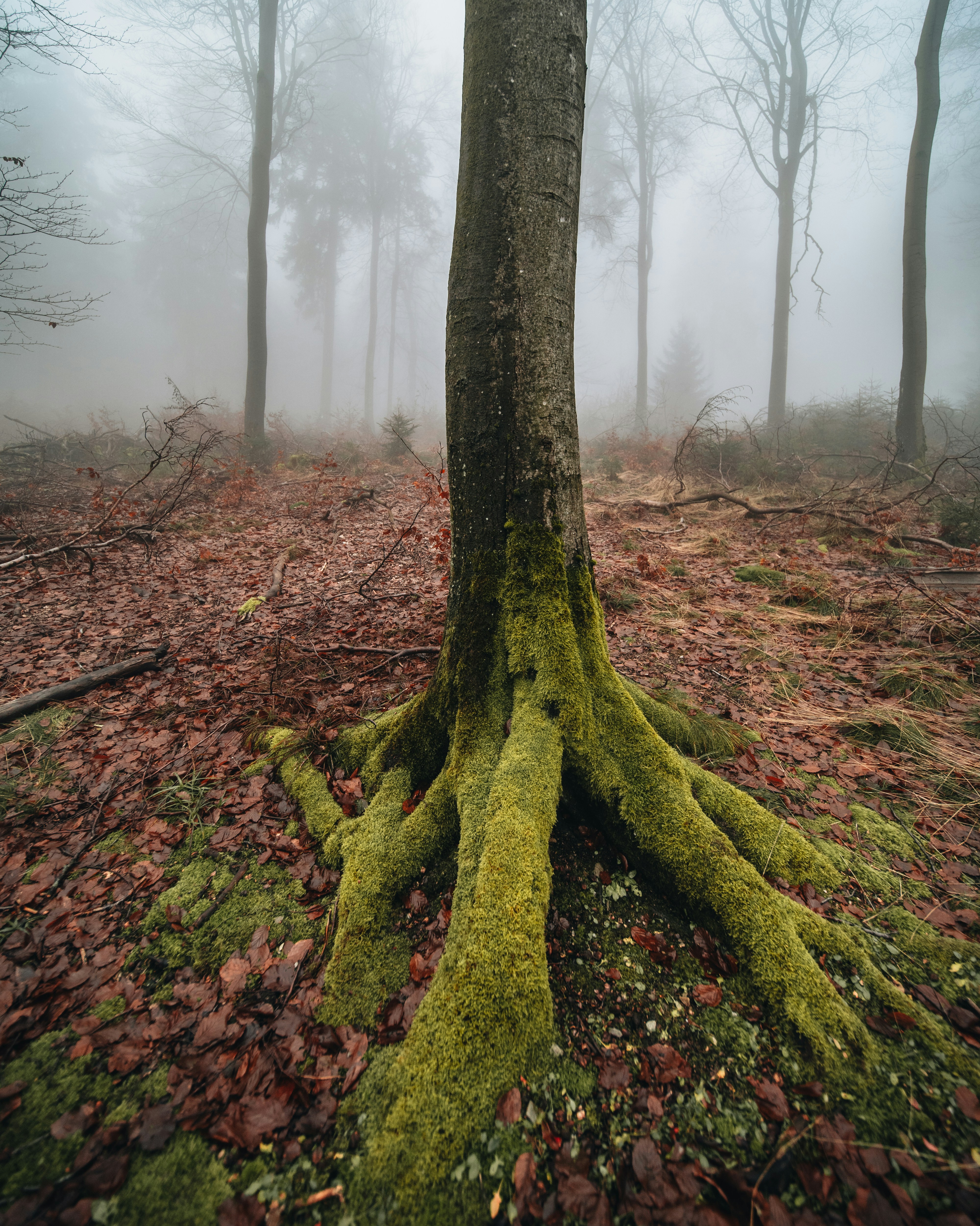 Moss-covered tree roots emerge from the forest floor, enveloped in a mysterious fog. The scene captures the tranquil essence of nature's hidden beauty.