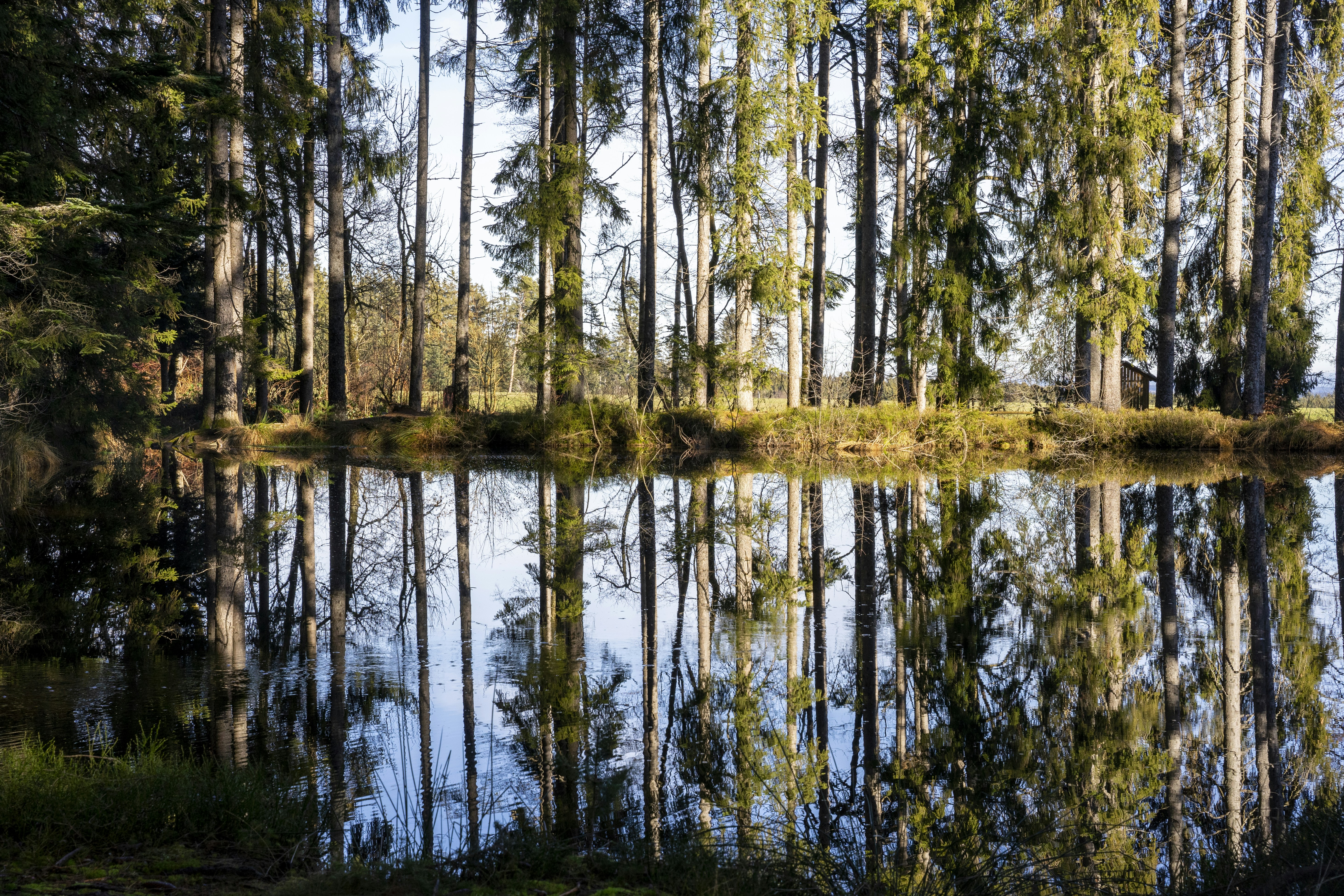 Free Forest Image on Unsplash