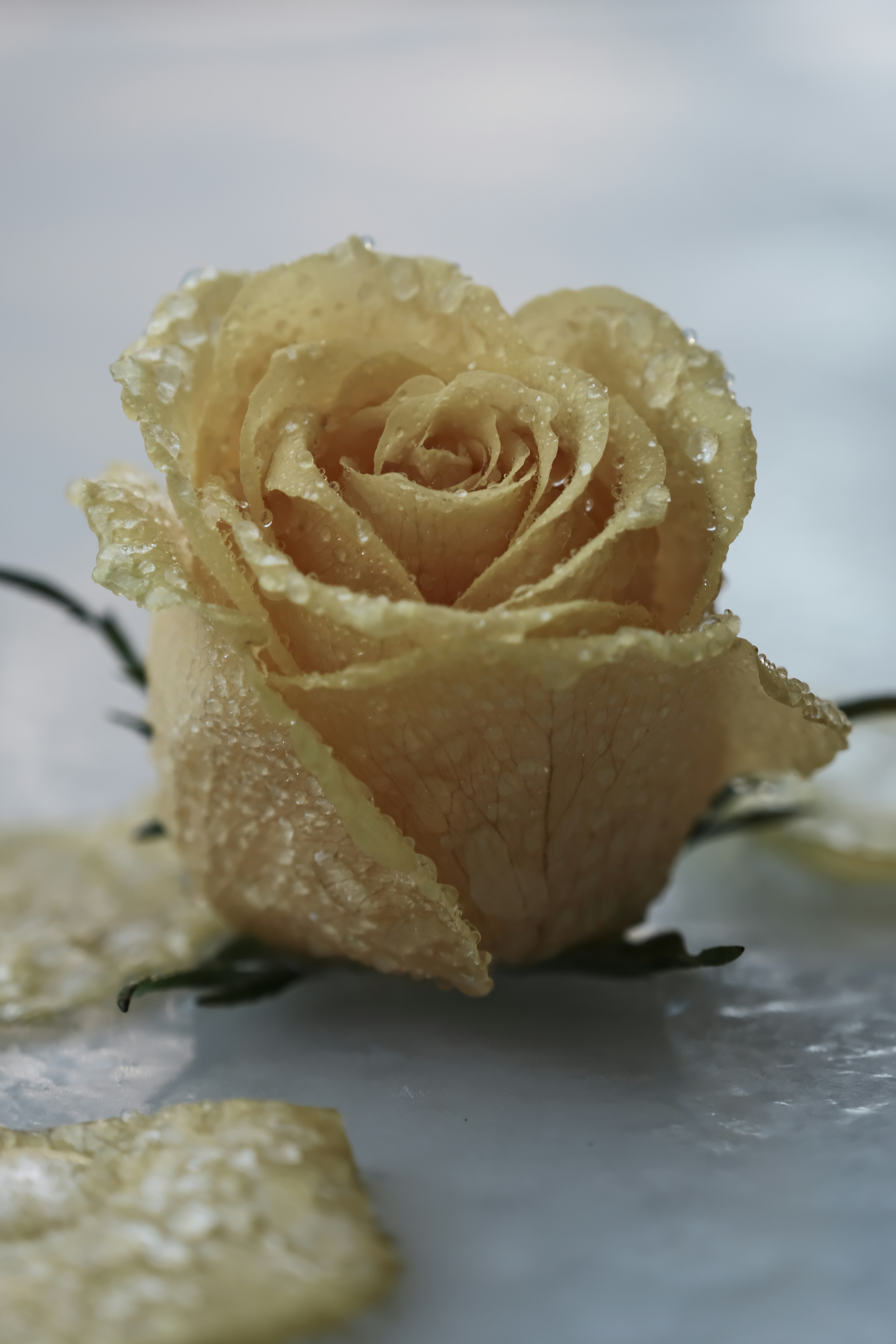 Dew-Kissed Ivory Rose: A Macro Portrait of Petal Geometry