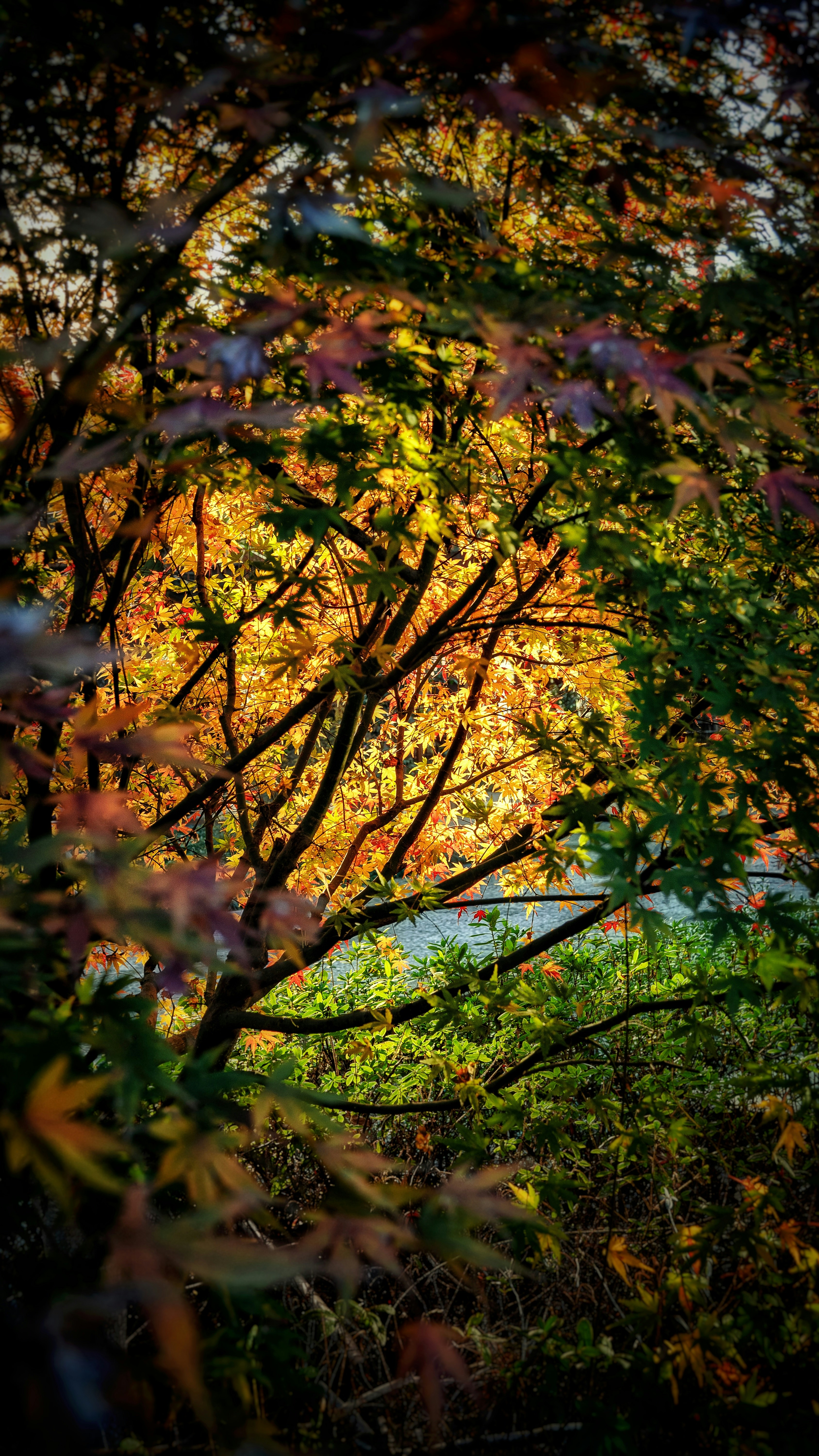 A picture of a tree in the fall photo – Free Leaf Image on Unsplash