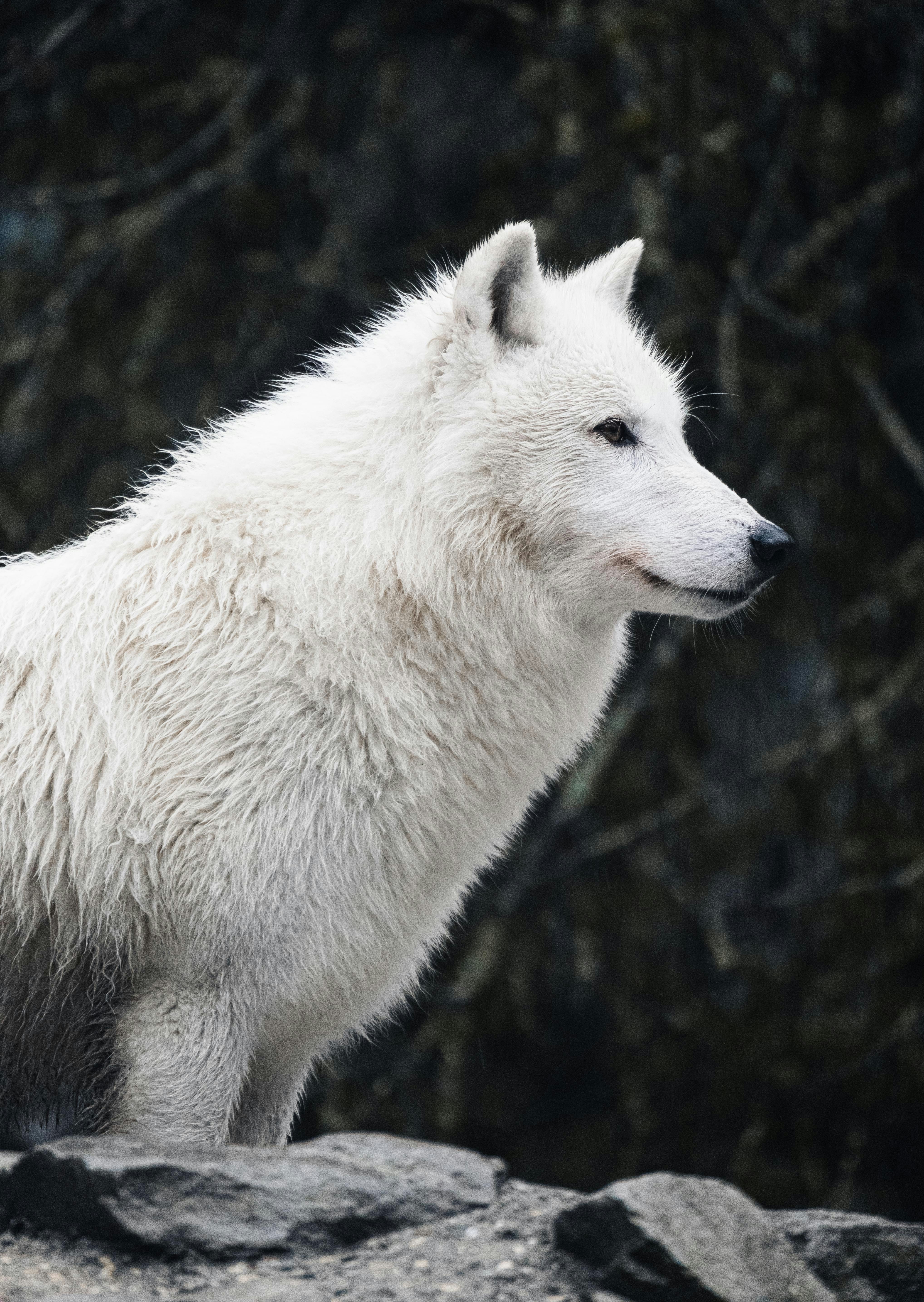 Arctic fox standing on rocky terrain, showcasing its thick, white fur against a blurred dark background.